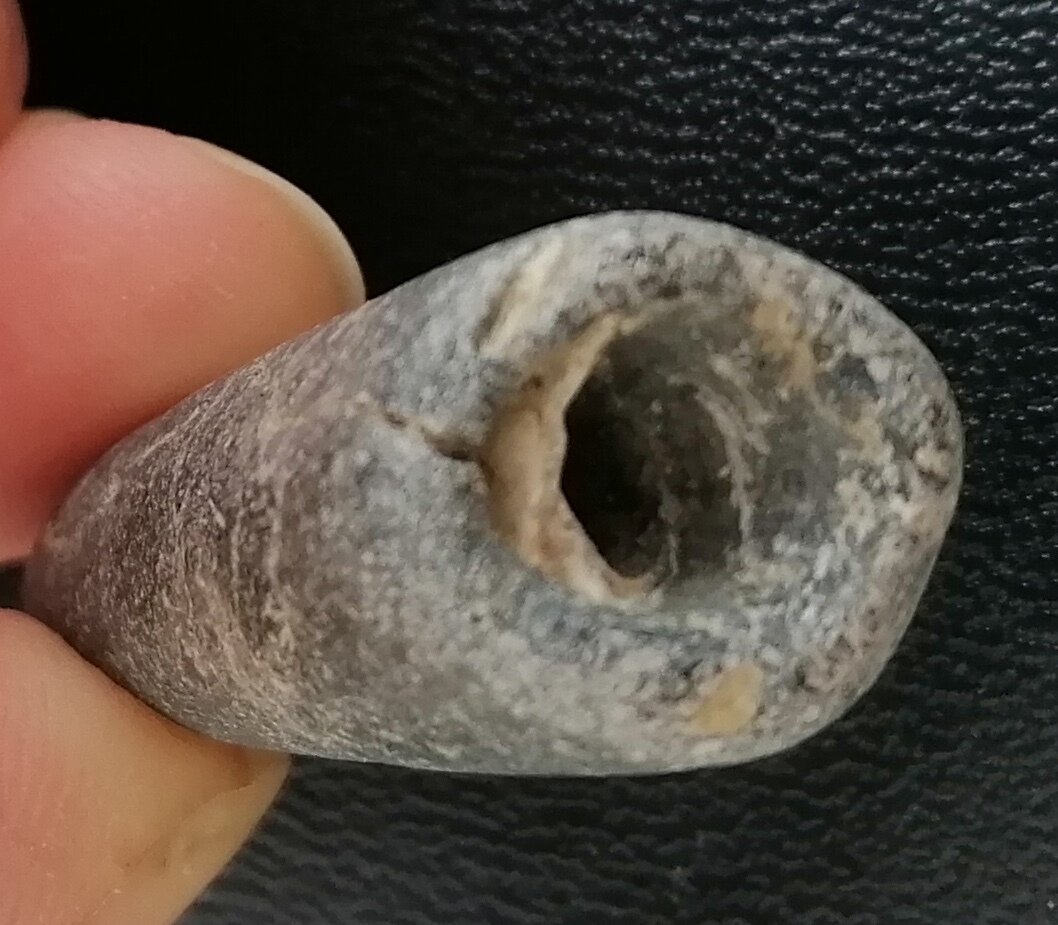 Stone Tooth - Fossil ID - The Fossil Forum