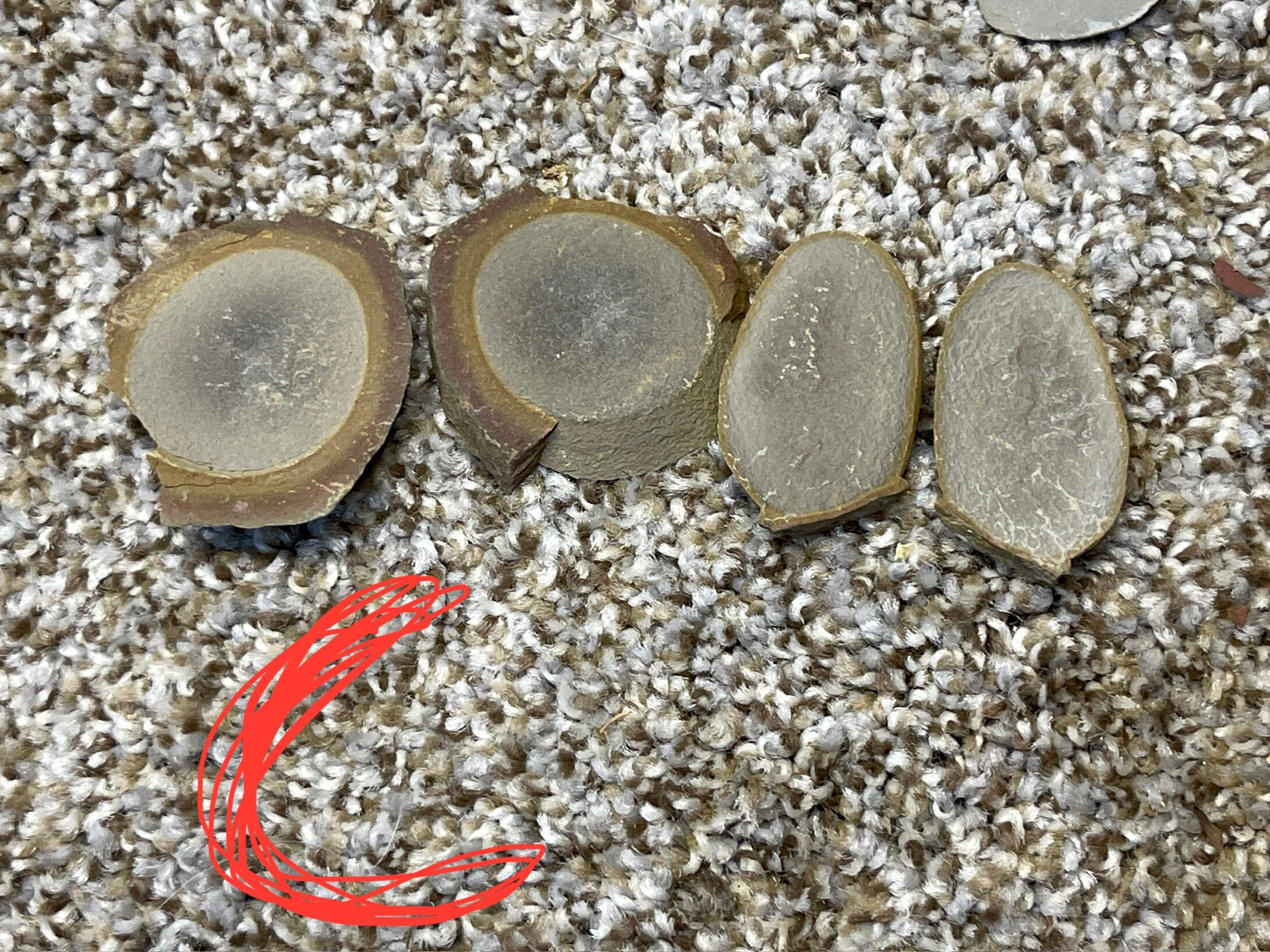 My First Mazon Creek Trip - Fossil ID - The Fossil Forum