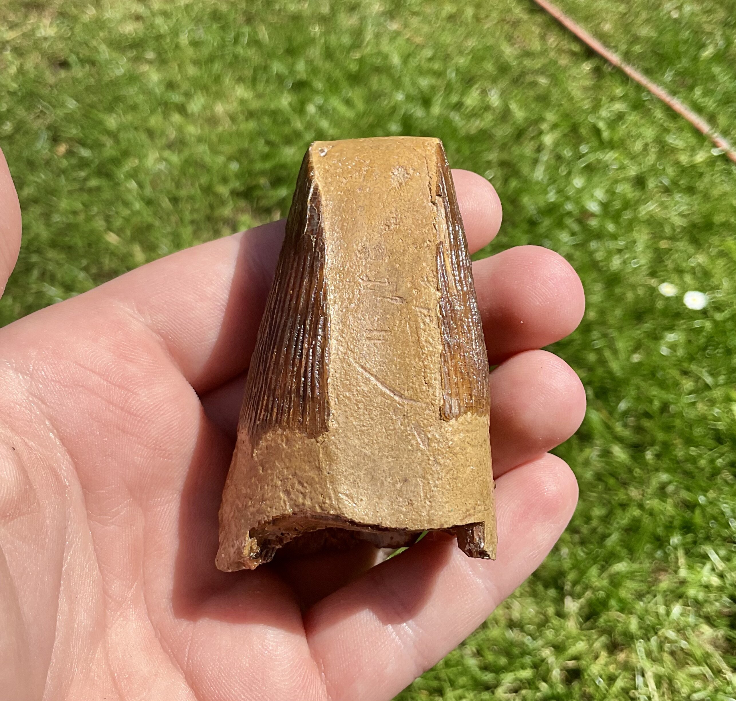 Pliosaur tooth or giant Ichthyosaur tooth ? - Fossil ID - The Fossil Forum