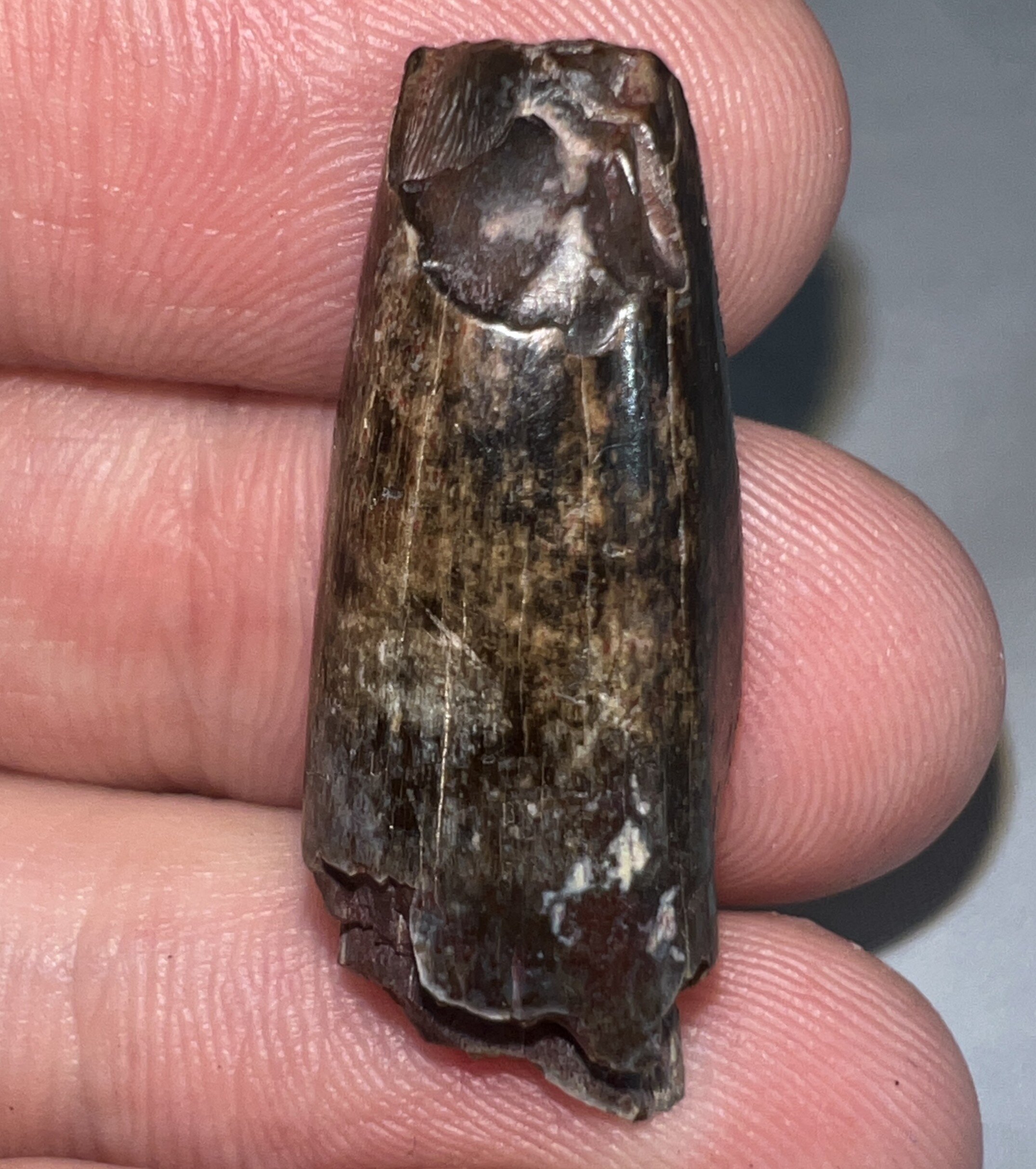 Mystery tooth ID help Dimetrodon? - Fossil ID - The Fossil Forum