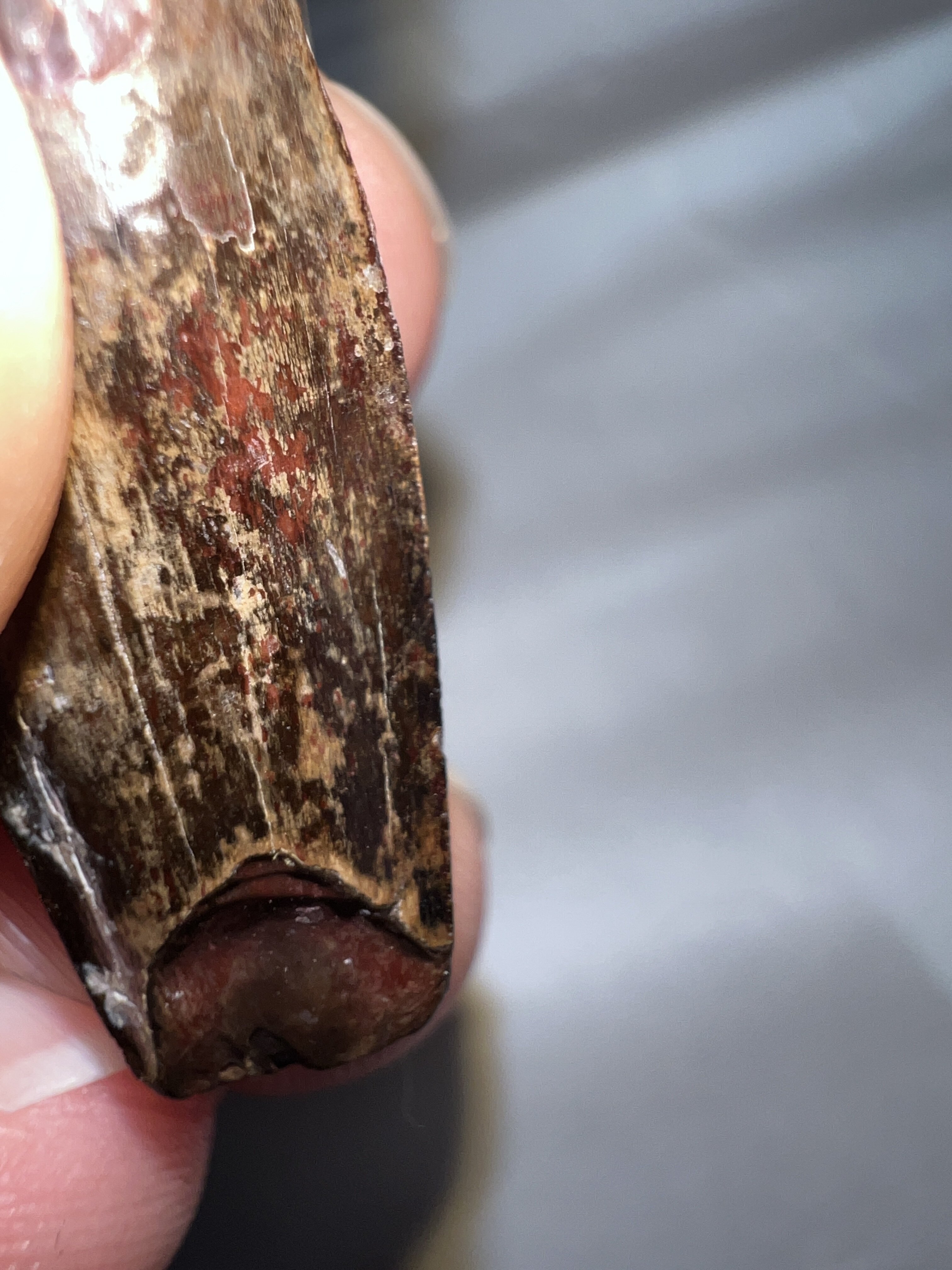 Mystery tooth ID help Dimetrodon? - Fossil ID - The Fossil Forum