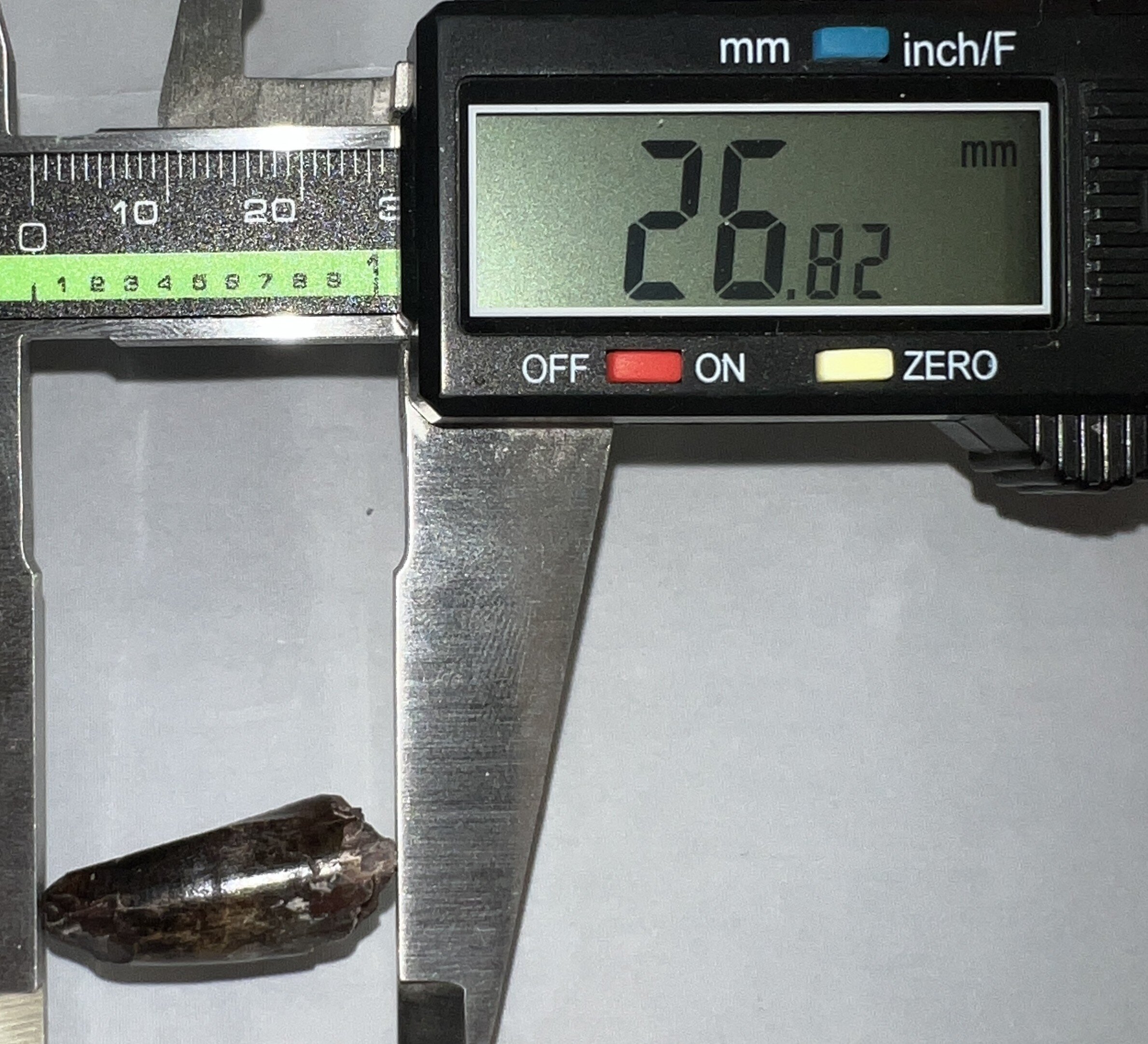 Mystery tooth ID help Dimetrodon? - Fossil ID - The Fossil Forum