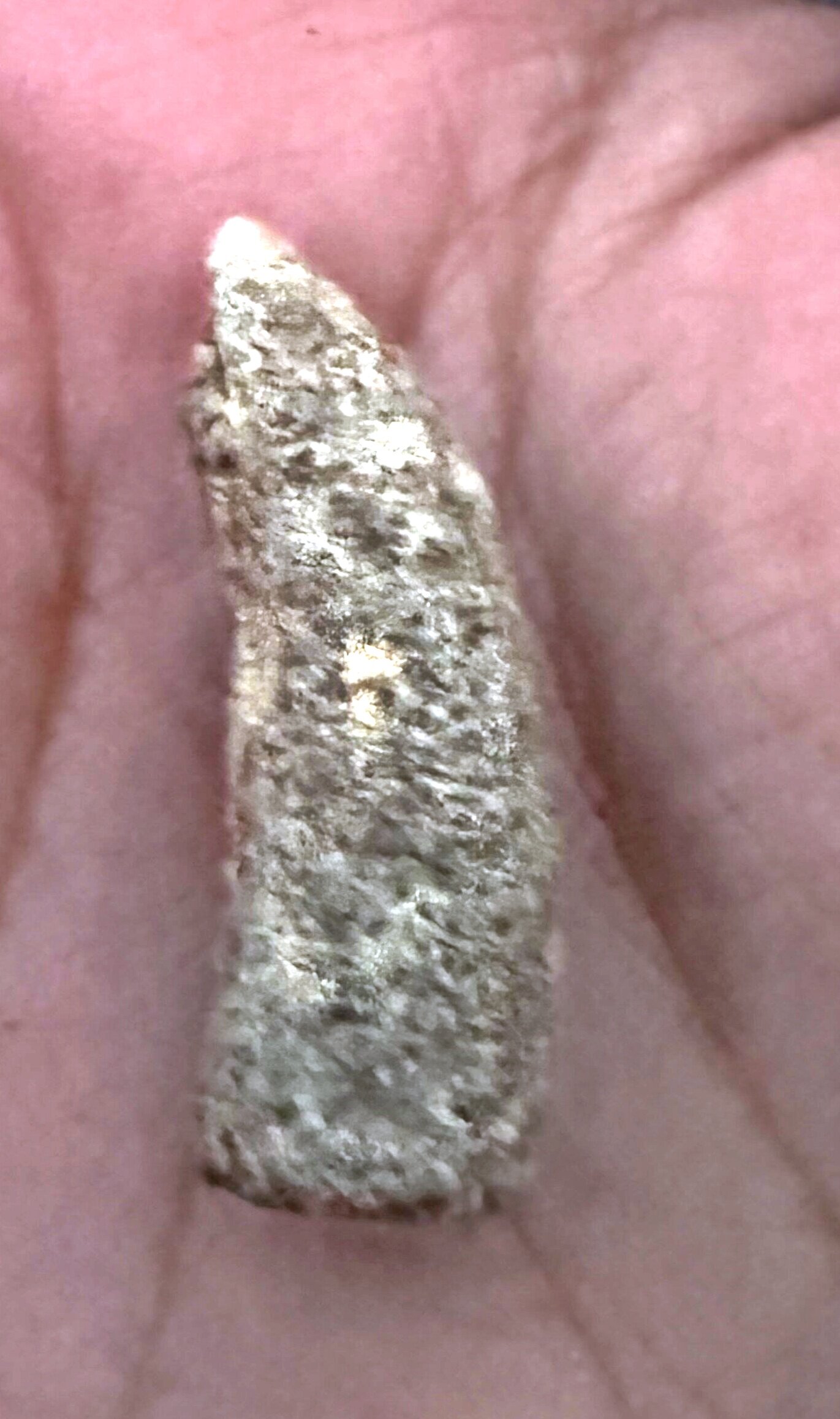 Possible Fossil Tooth found in Surrey? - Fossil ID - The Fossil Forum