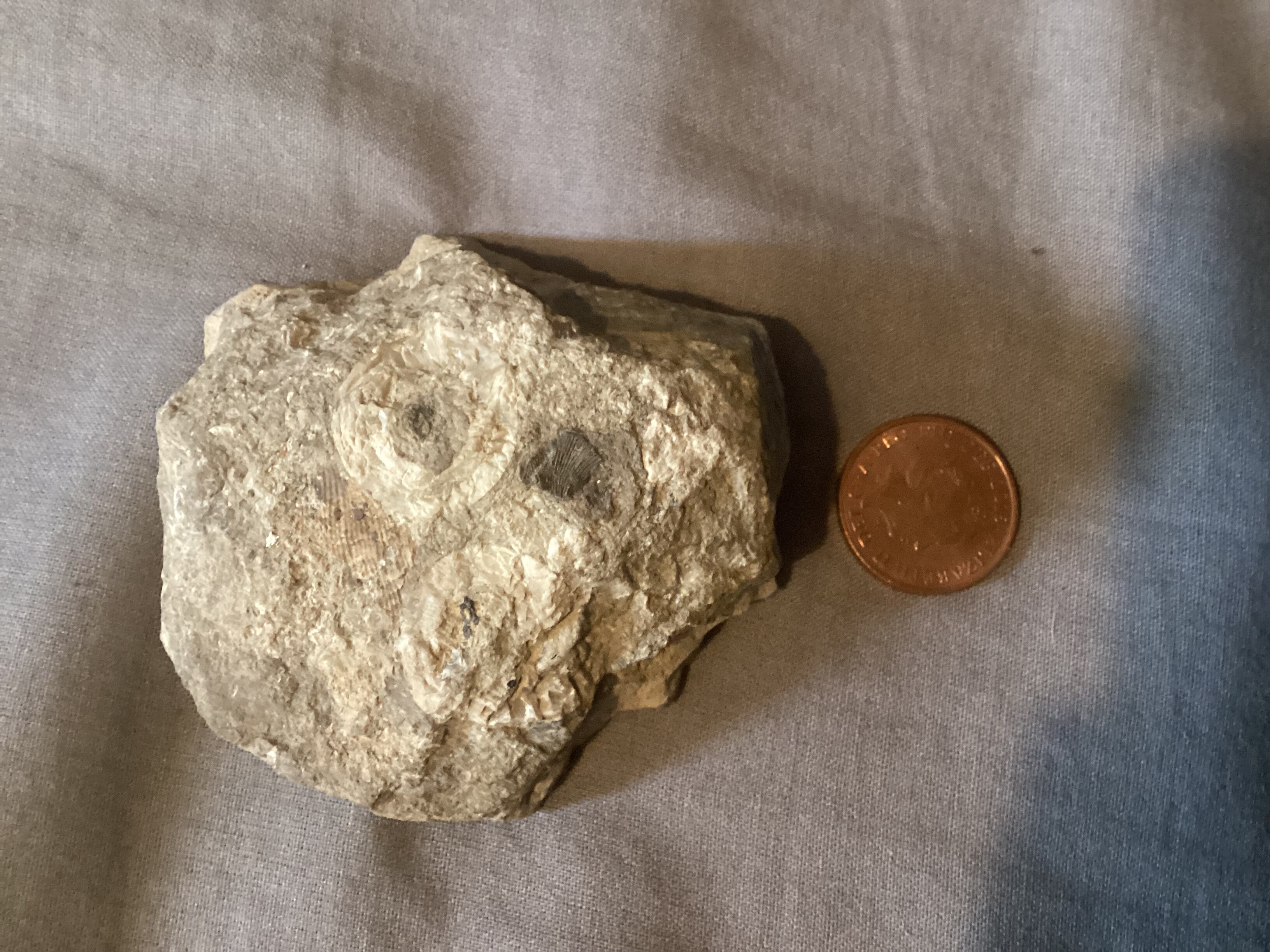 UK Shells? - Fossil ID - The Fossil Forum