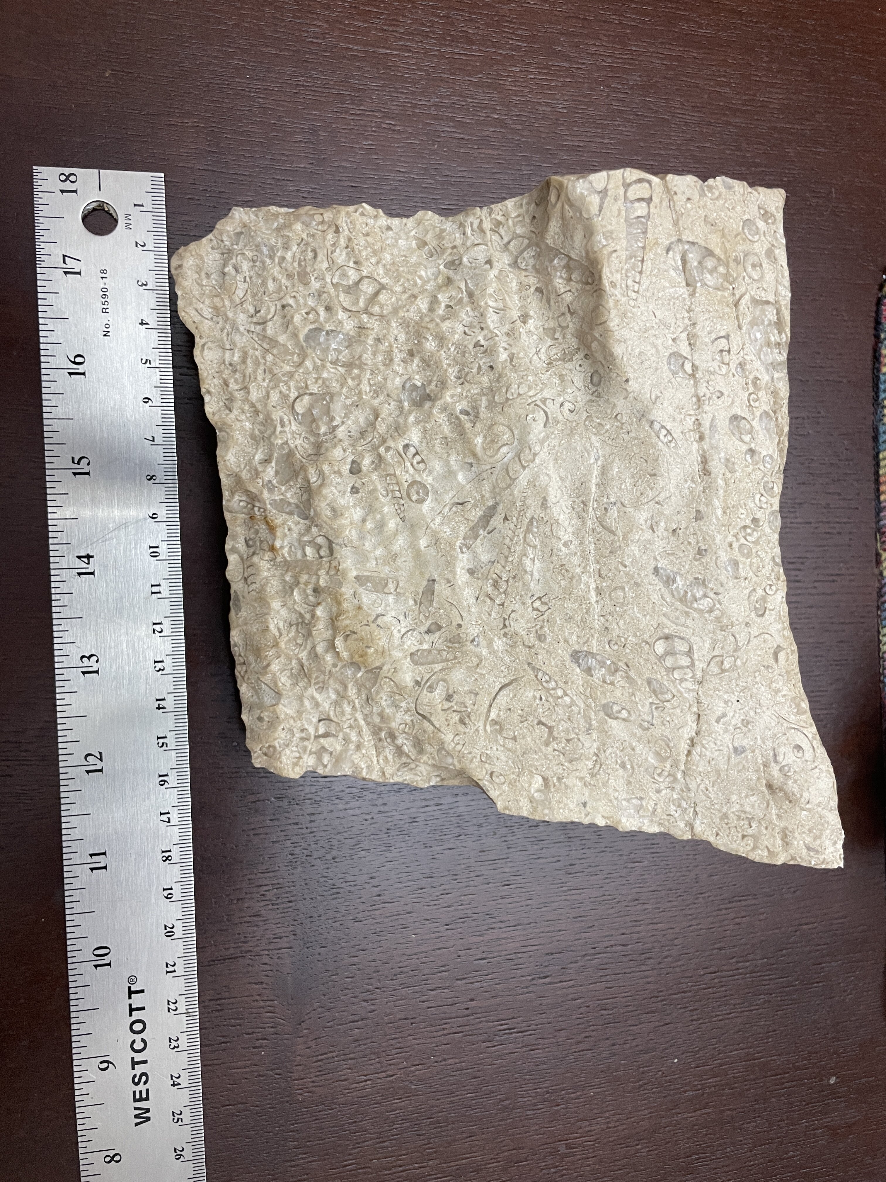 Crystalized fossil outlines in limestone - Fossil ID - The Fossil Forum