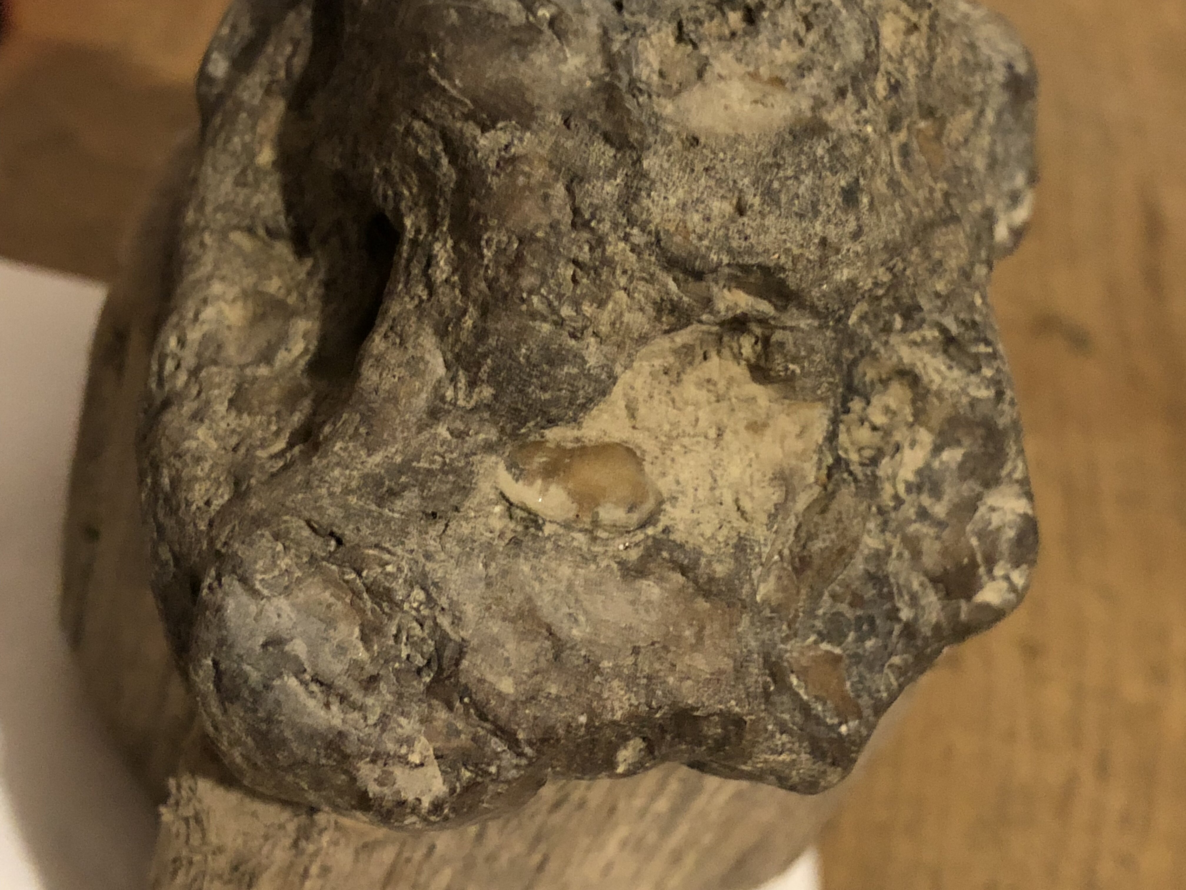 Fossil ID - Fossil ID - The Fossil Forum
