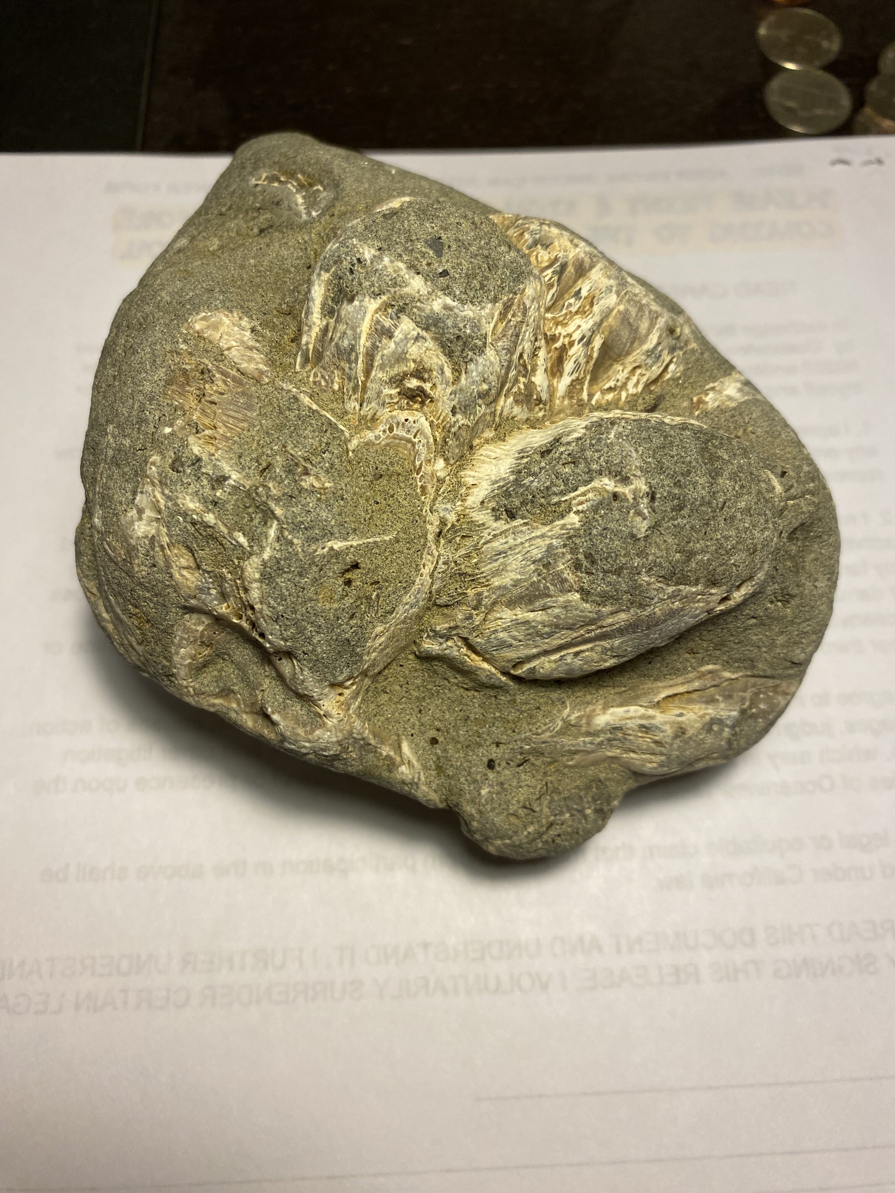 Fossil barnacle California ID? - Fossil ID - The Fossil Forum