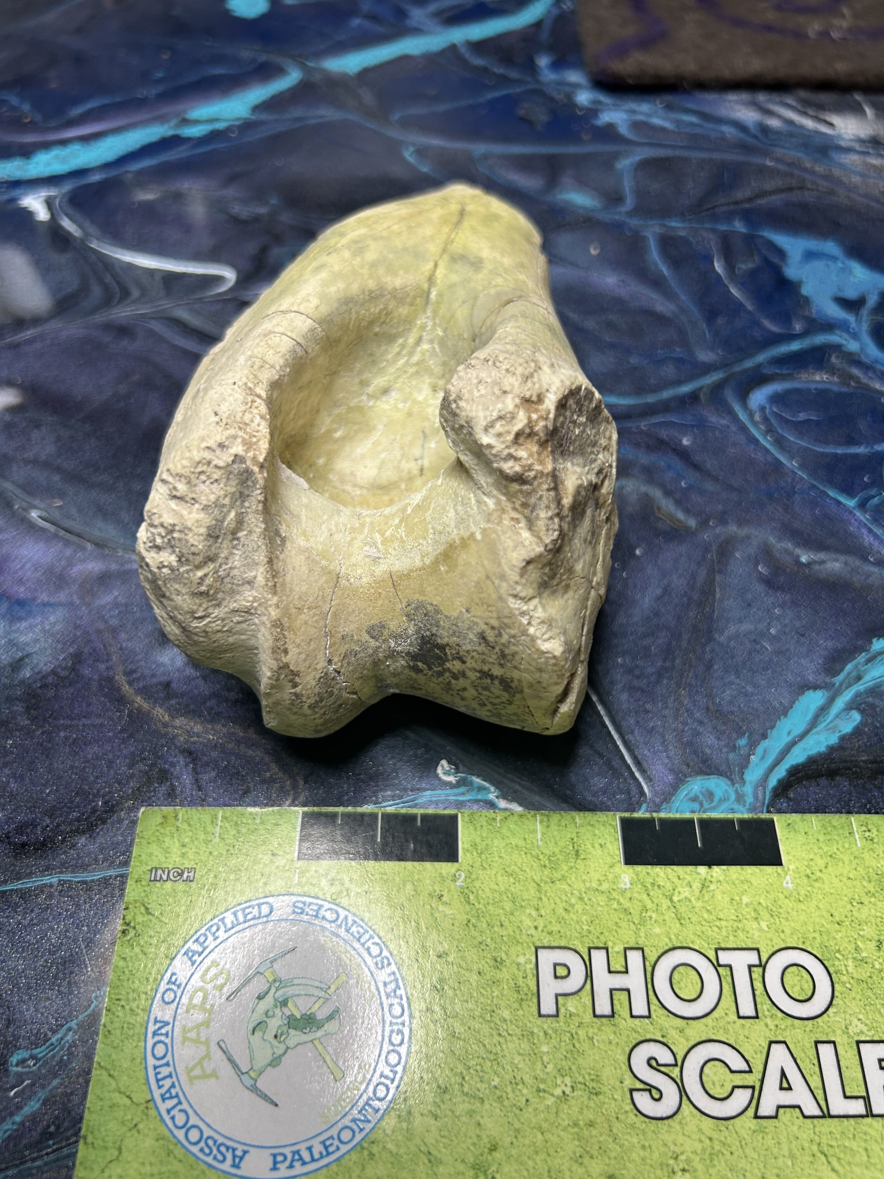 White River Formation distal humerus - Fossil ID - The Fossil Forum