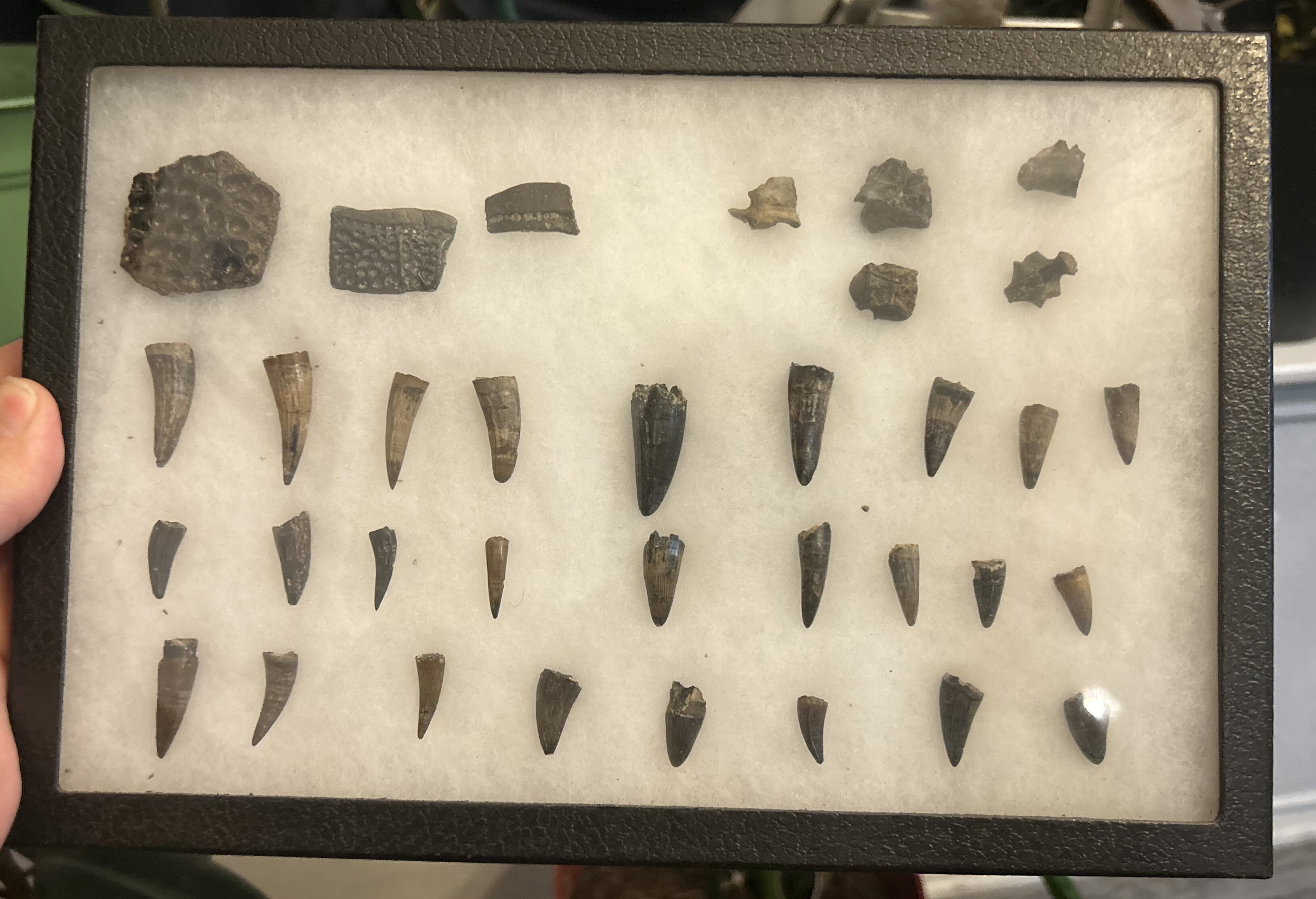 Woodbine Dinosaur teeth - Member Collections - The Fossil Forum