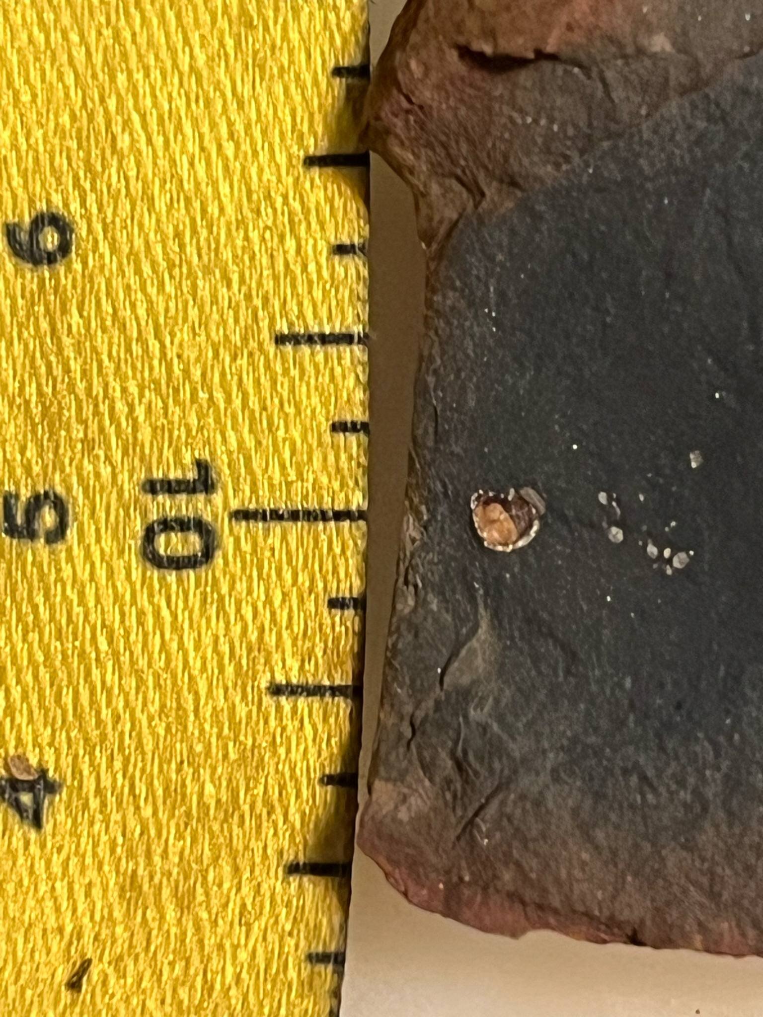 Mazon creek fish scales? - Fossil ID - The Fossil Forum