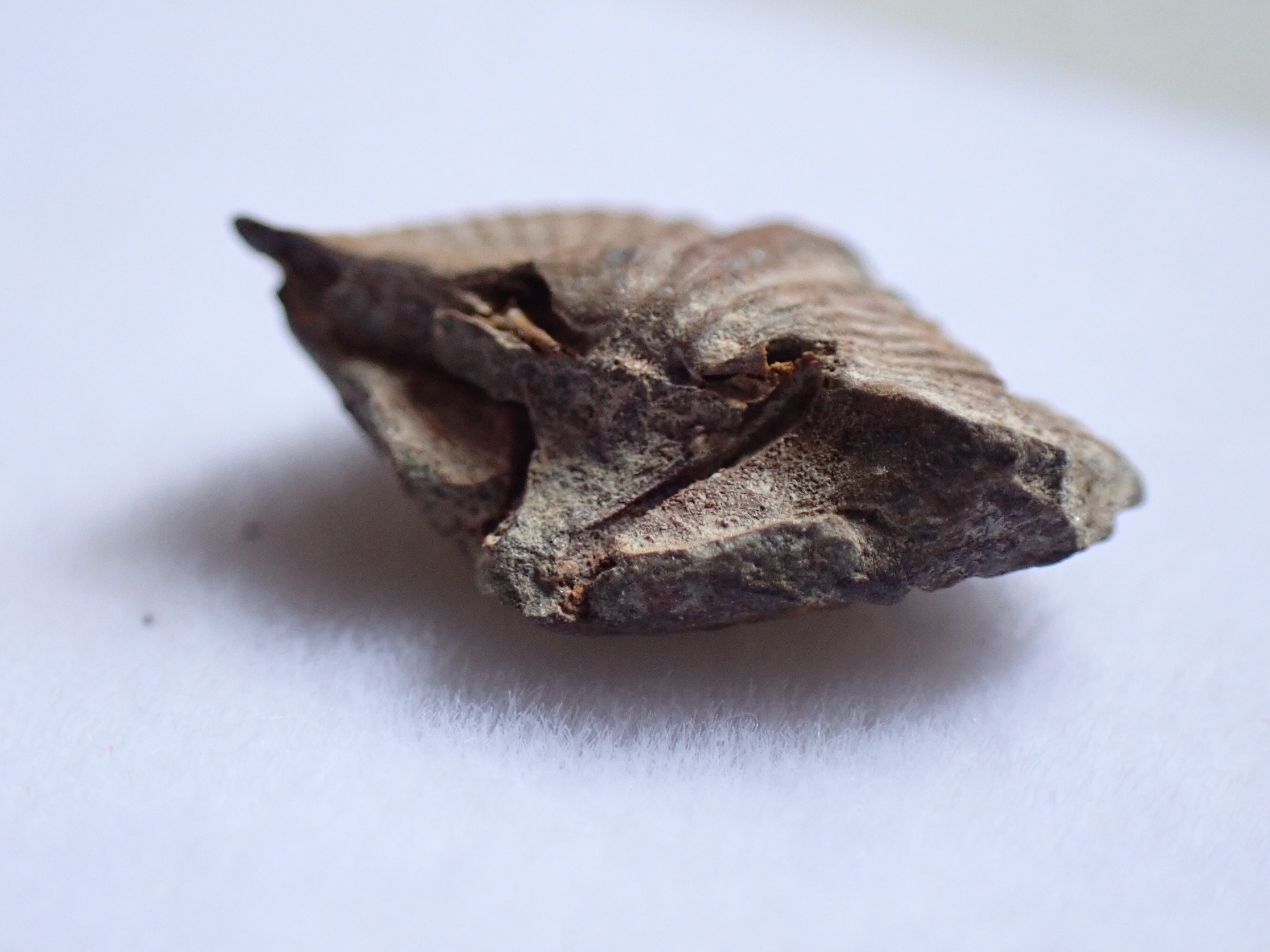 Orient me: Body, internal mold, cast . . . ? - Fossil ID - The Fossil Forum