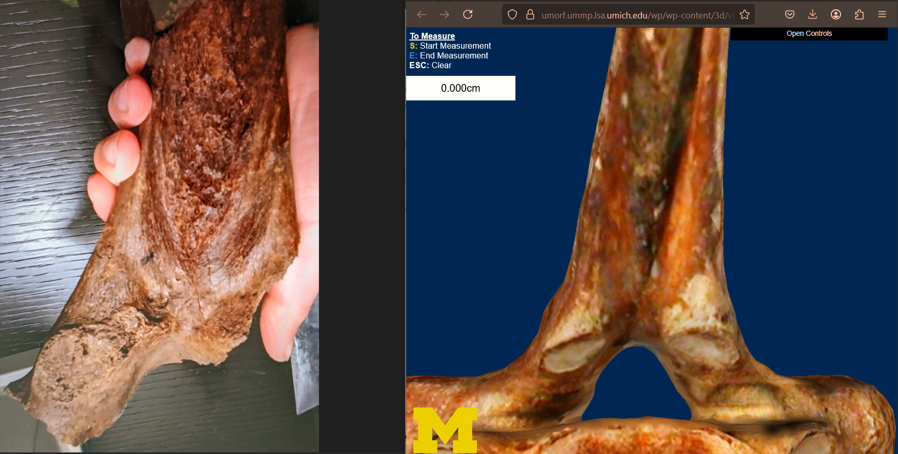 Is this a bison femur? - Fossil ID - The Fossil Forum