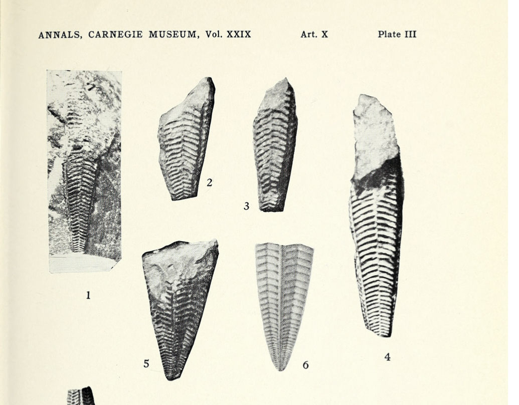 Ordovician fossil Conulariida? - Fossil ID - The Fossil Forum