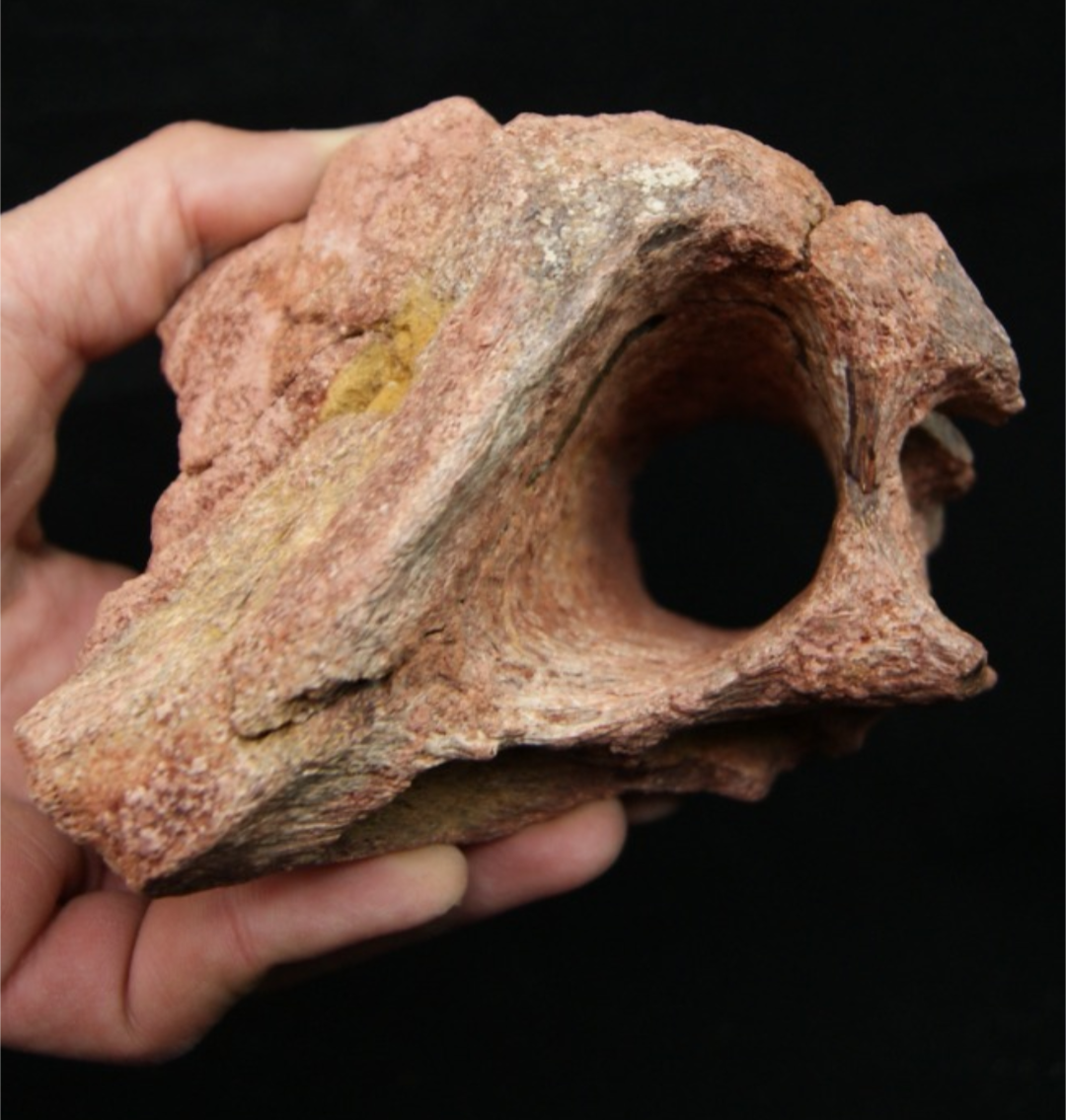 Curious-looking bone - From Kem Kem, Morocco - Fossil ID - The Fossil Forum