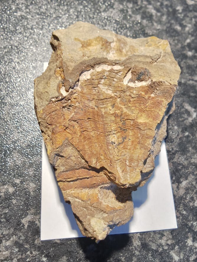 Archaeocyath's Small Collection - Member Collections - The Fossil Forum