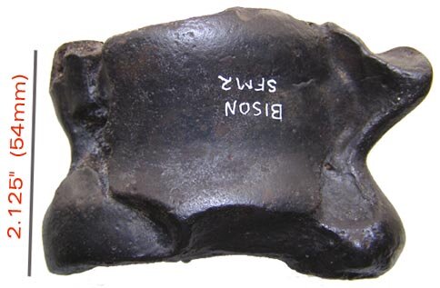 Astragalus bone: bison ? - Fossil ID - The Fossil Forum