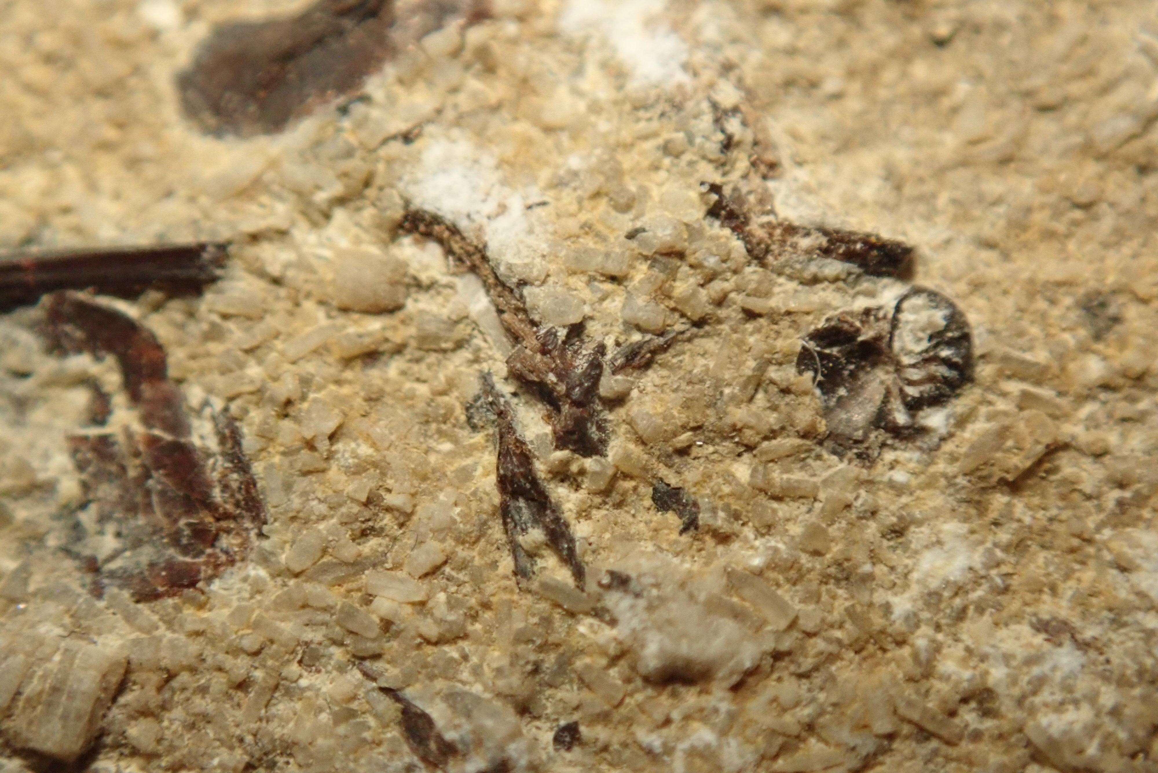 Australian Cretaceous Bird Skeleton? - Fossil ID - The Fossil Forum