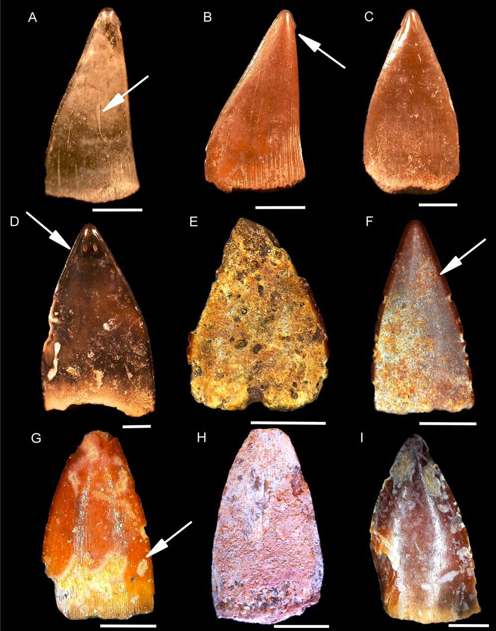Possible Dolphin teeth - Fossil ID - The Fossil Forum