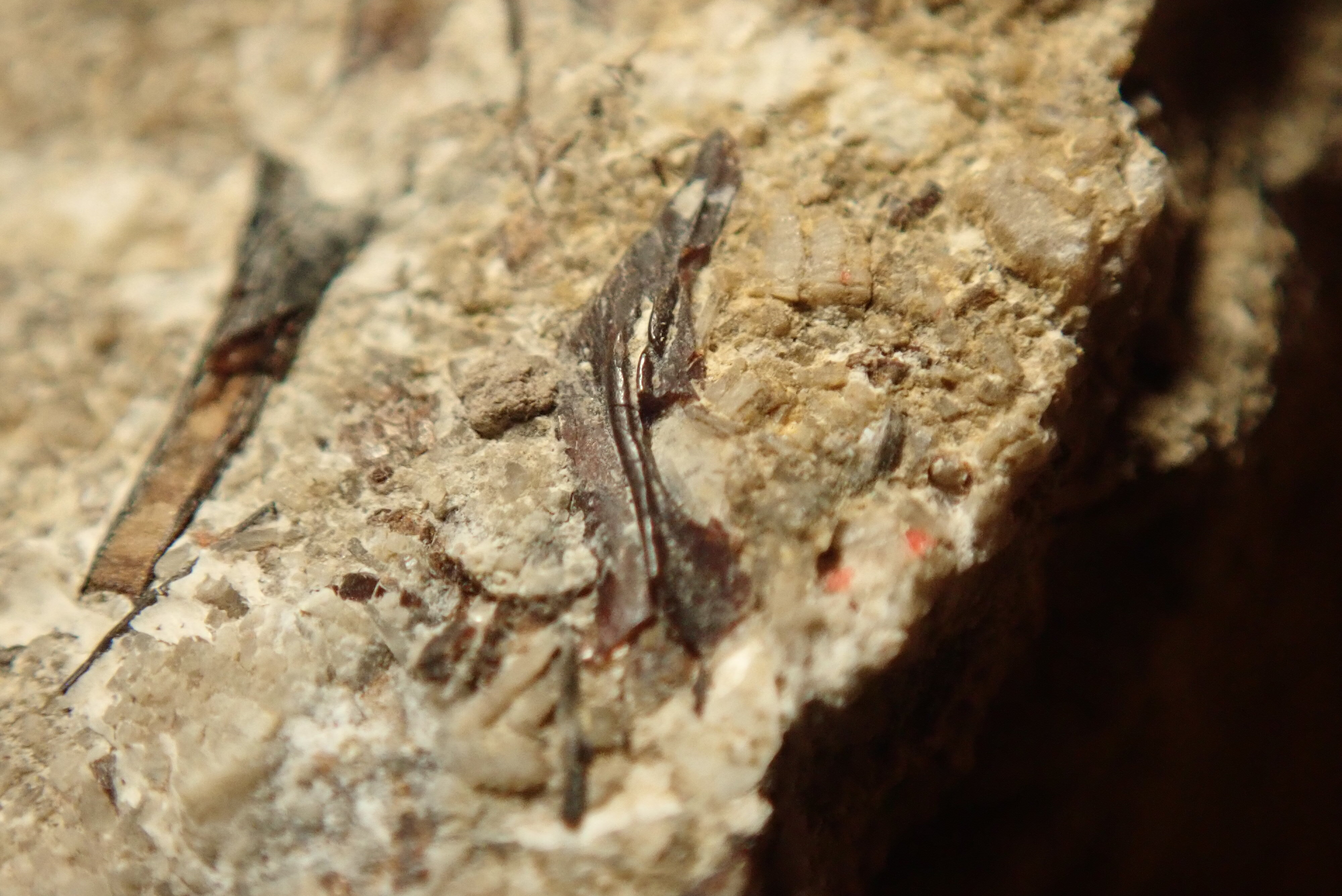 Australian Cretaceous Bird Skeleton? - Fossil ID - The Fossil Forum