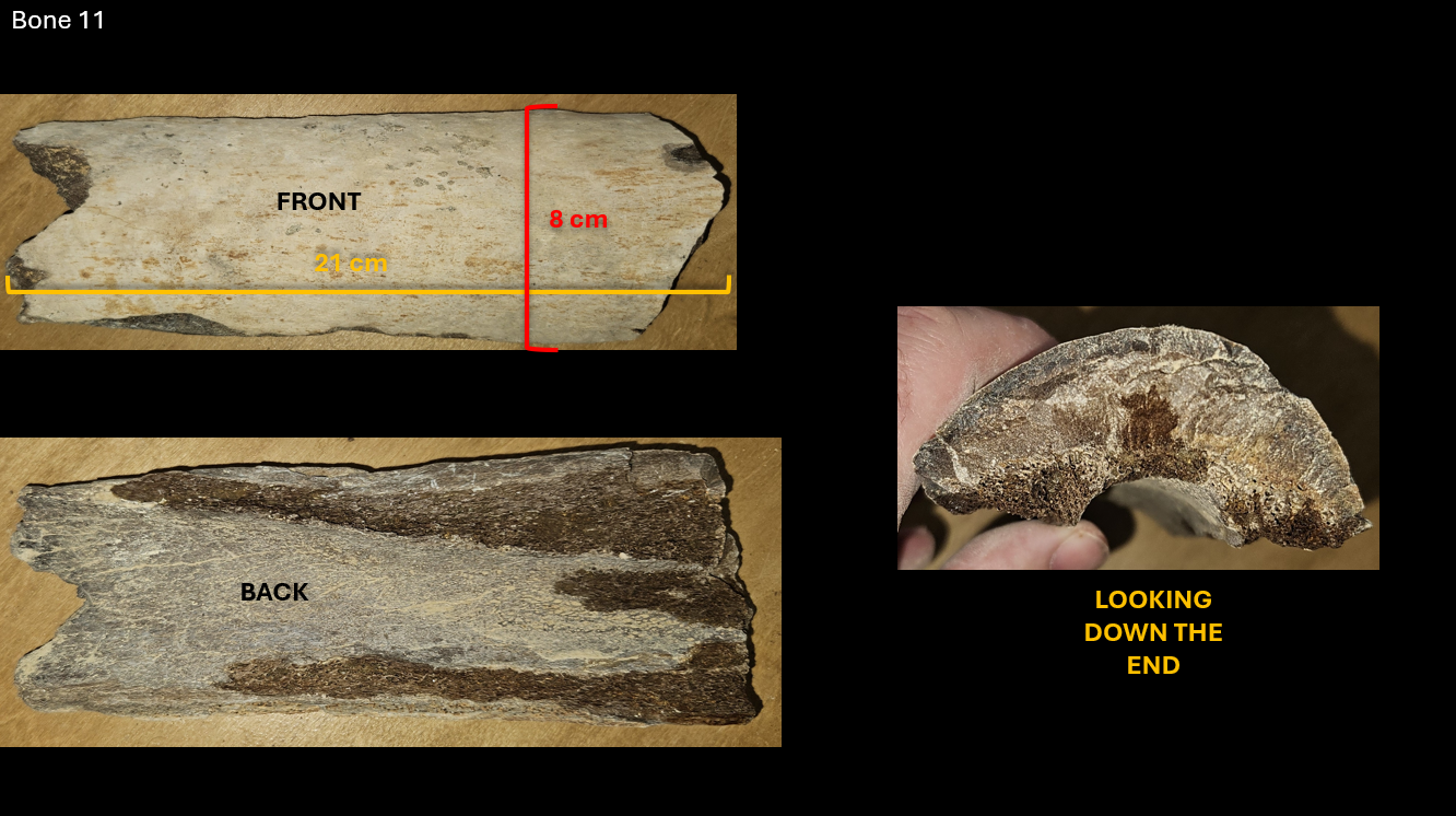 Miocene Whale Bones? - Fossil ID - The Fossil Forum
