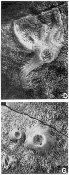 Identification - Crinoid Calyx? Blastoid? Cystoid? - Fossil ID - The ...