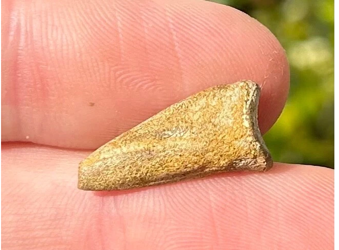 Claw ID - Fossil ID - The Fossil Forum