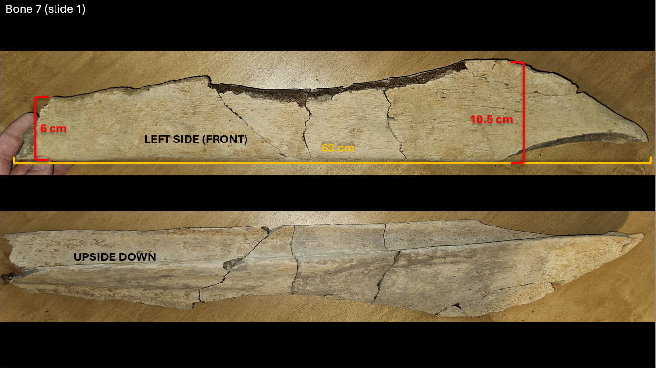 Miocene Whale Bones? - Fossil ID - The Fossil Forum