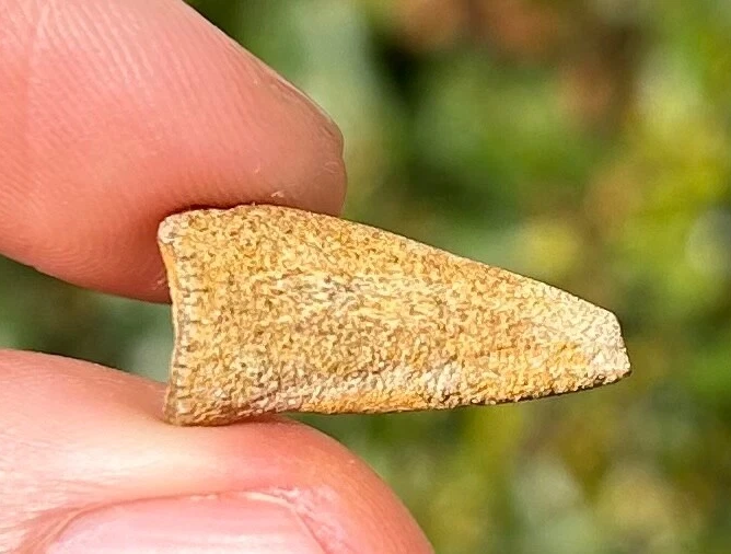 Claw ID - Fossil ID - The Fossil Forum