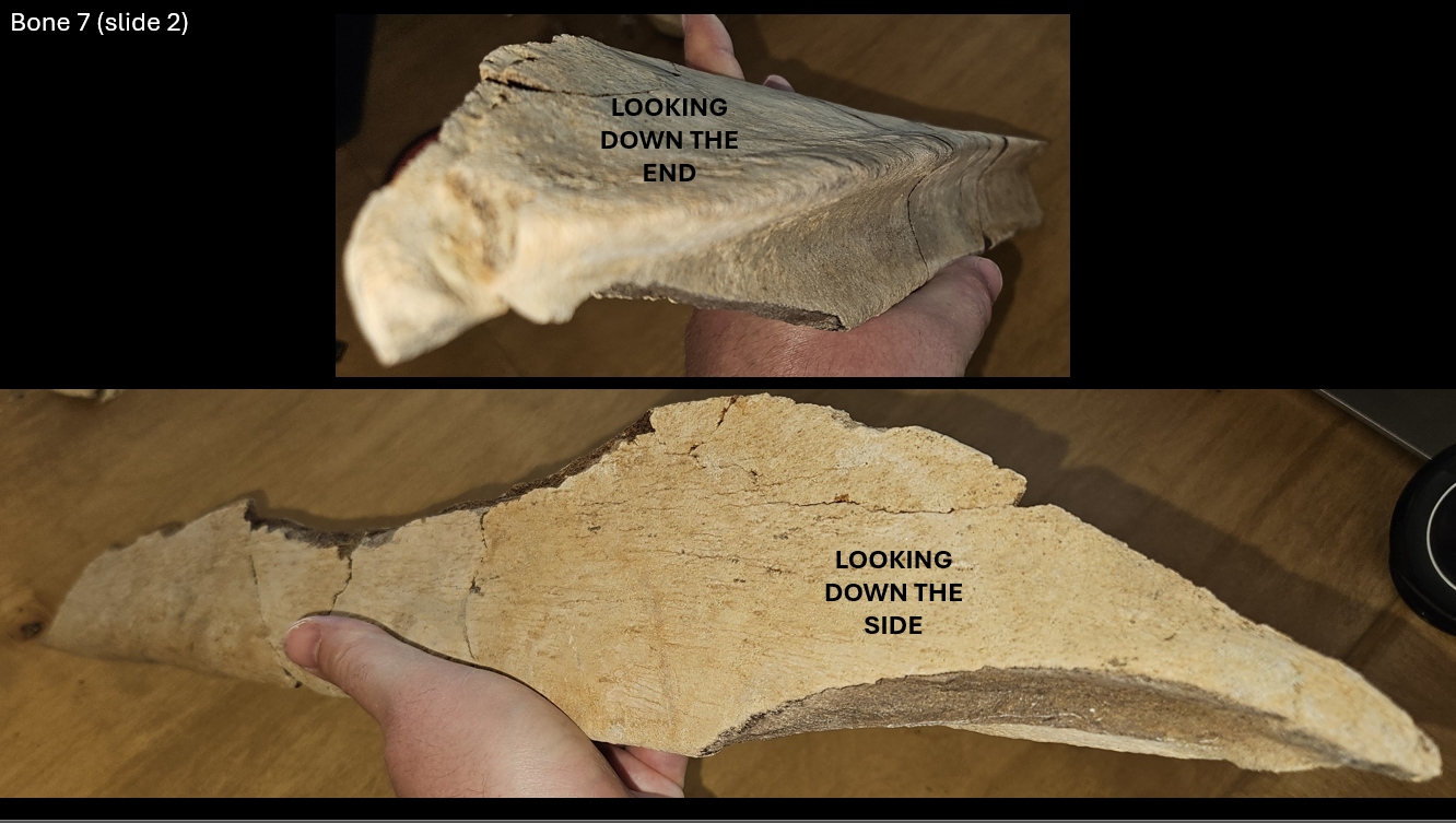 Miocene Whale Bones? - Fossil ID - The Fossil Forum