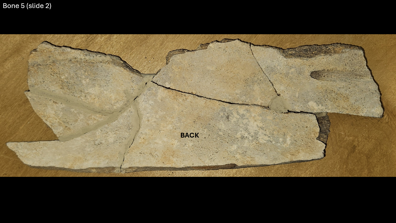 Miocene Whale Bones? - Fossil ID - The Fossil Forum