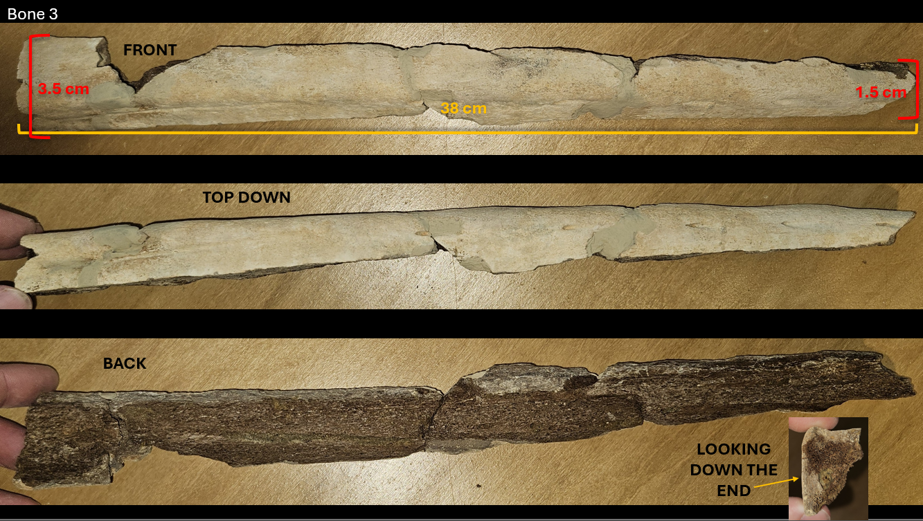 Miocene Whale Bones? - Fossil ID - The Fossil Forum