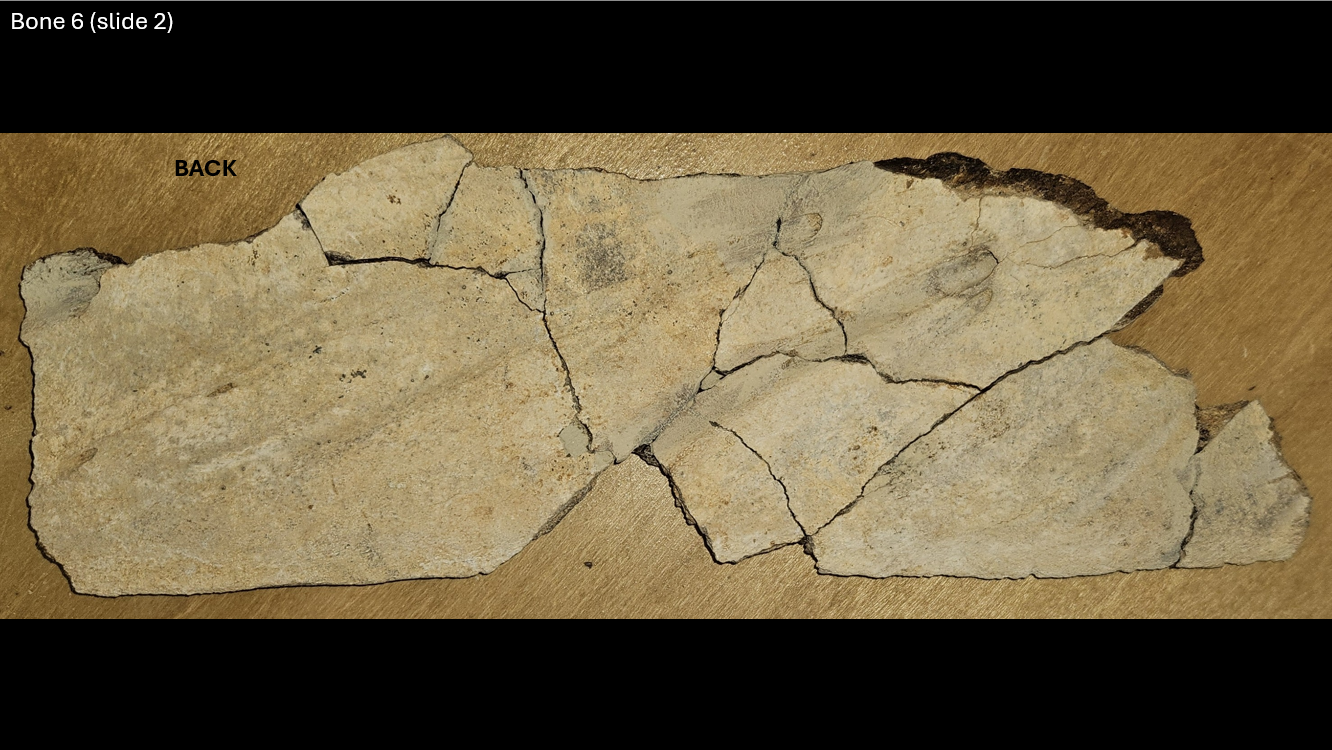 Miocene Whale Bones? - Fossil ID - The Fossil Forum