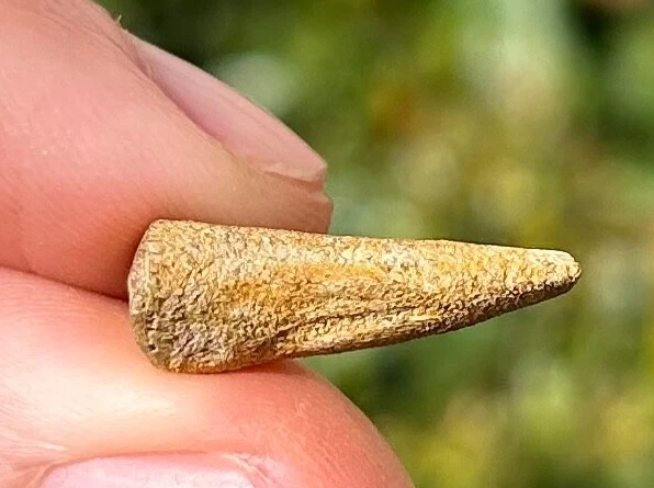 Claw ID - Fossil ID - The Fossil Forum