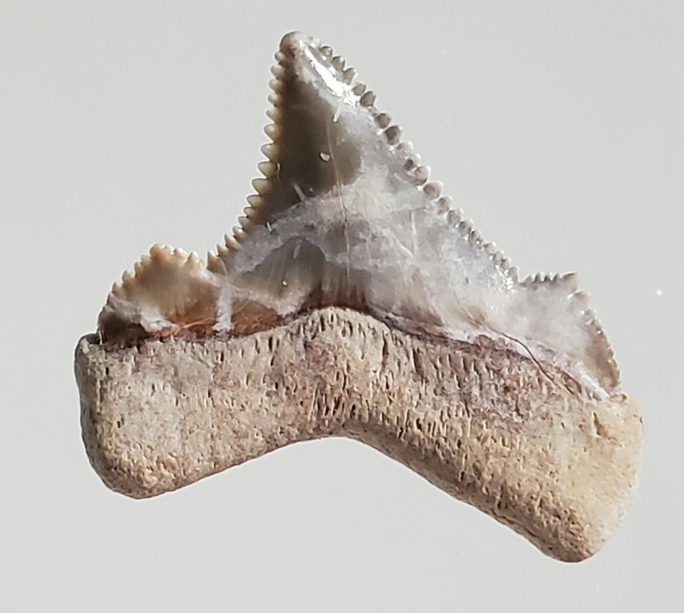 Posterior O. angustidens 5.28.25 - South Carolina - The Fossil Forum