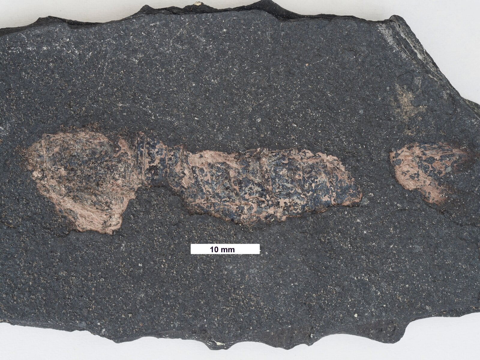 Tyrannophontes sp. - Member Collections - The Fossil Forum