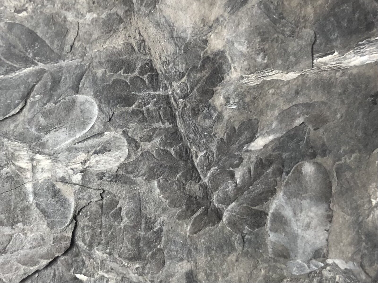 Sphenopteris - Pennsylvania - The Fossil Forum