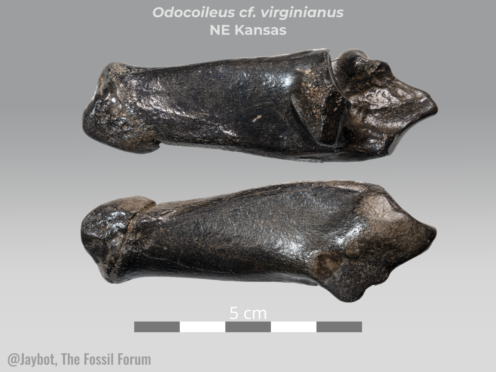 Odocoileus cf. virginianus - calcaneum - Member Collections - The ...