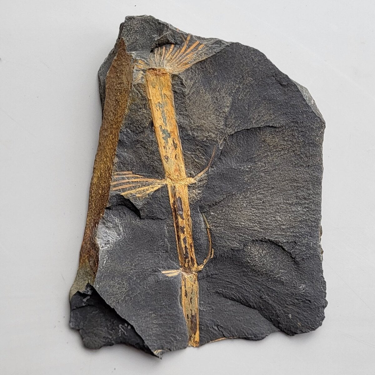 unidentified calamite with whorls of leaves - Member Collections - The ...