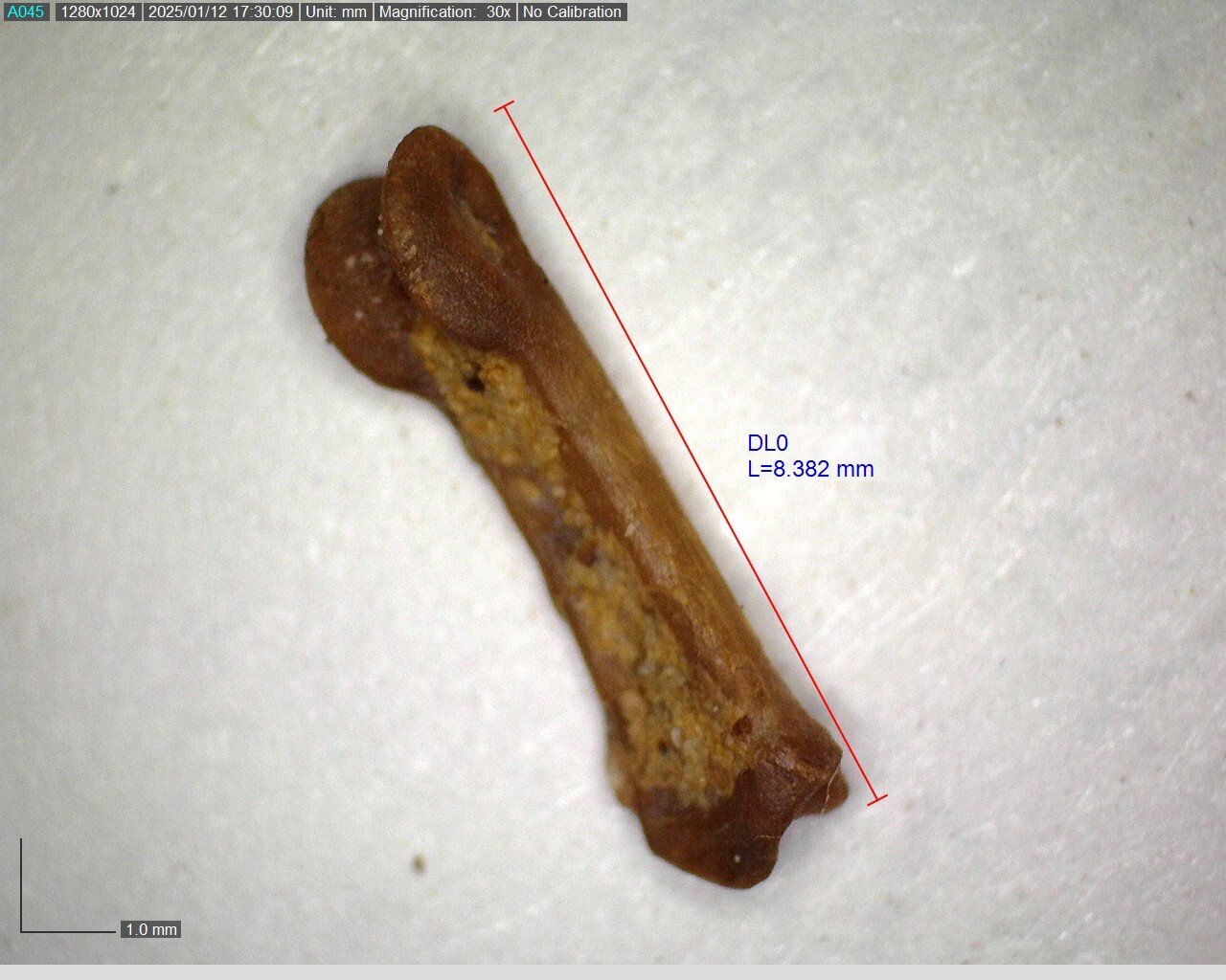 Unknown Bird Bone 1 - Member Collections - The Fossil Forum