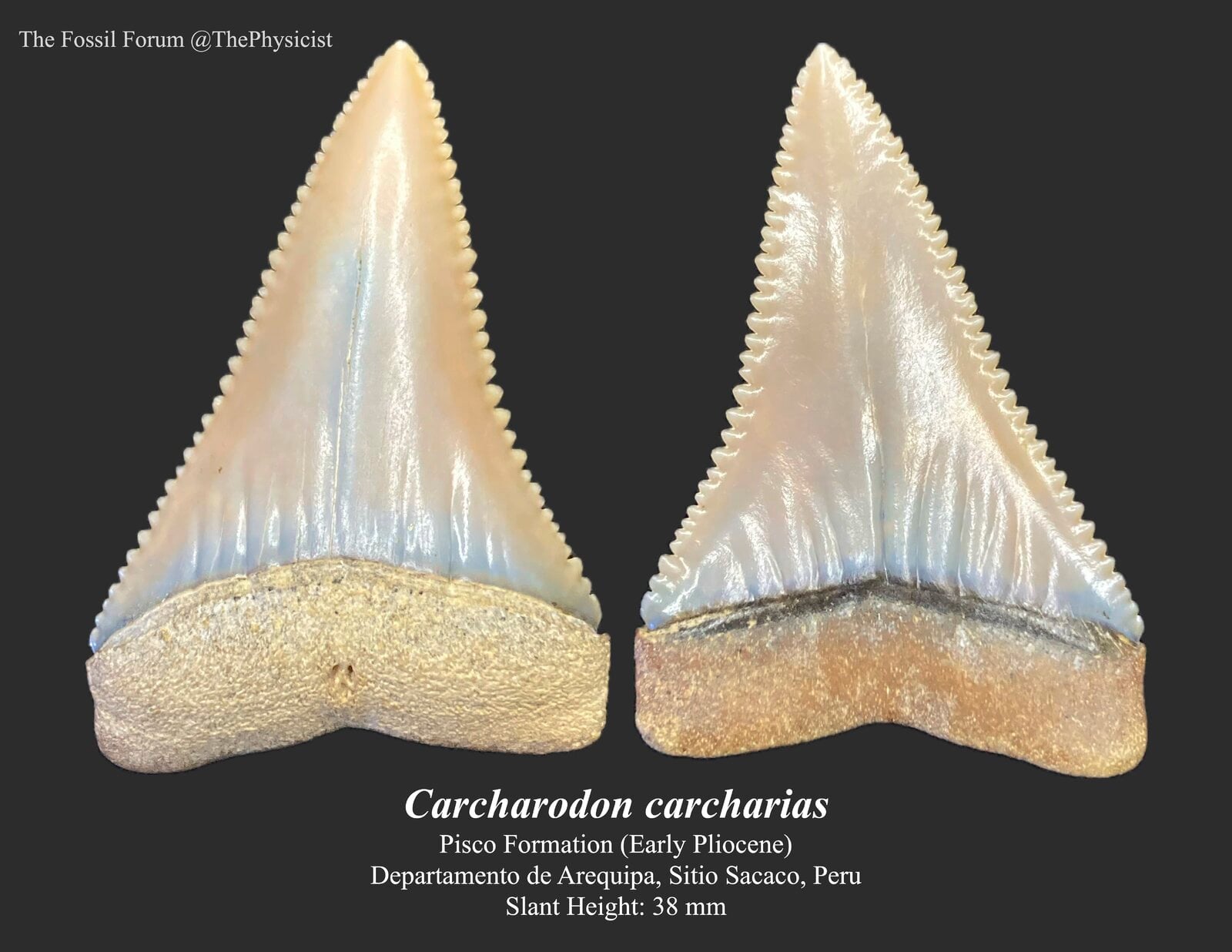 Carcharodon carcharias - Sharks, Rays and Skates - The Fossil Forum