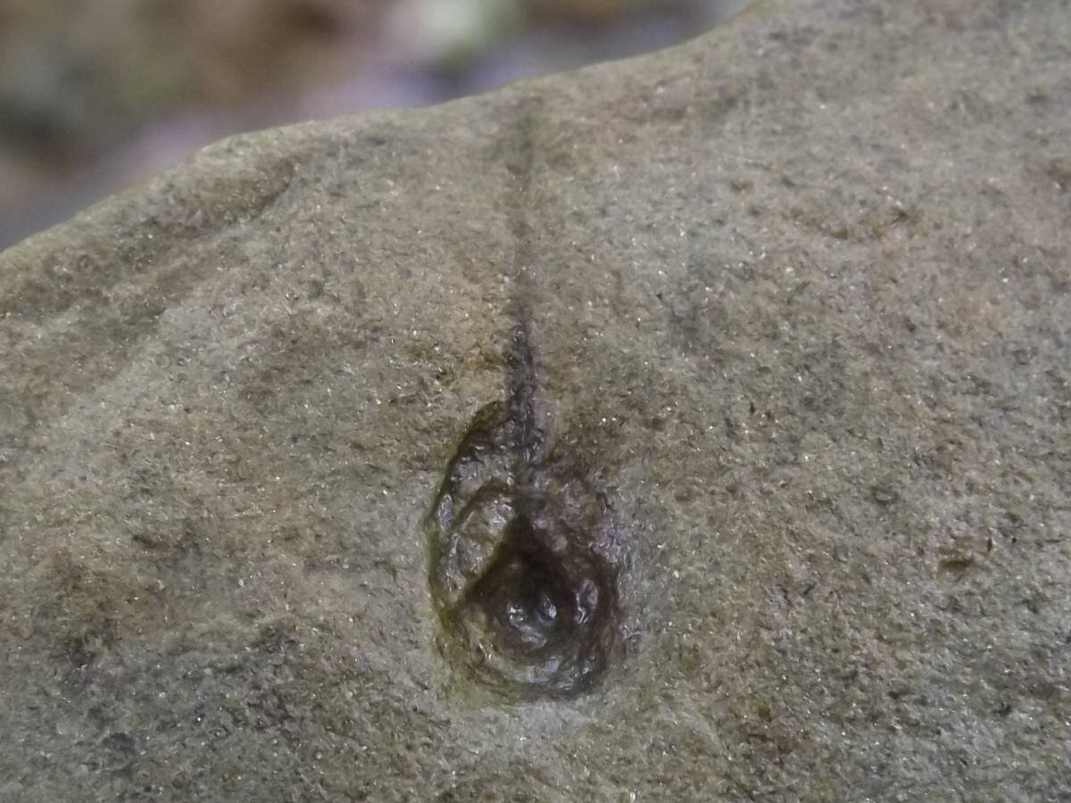 Seed/Fruit, or...? - Fossil ID - The Fossil Forum