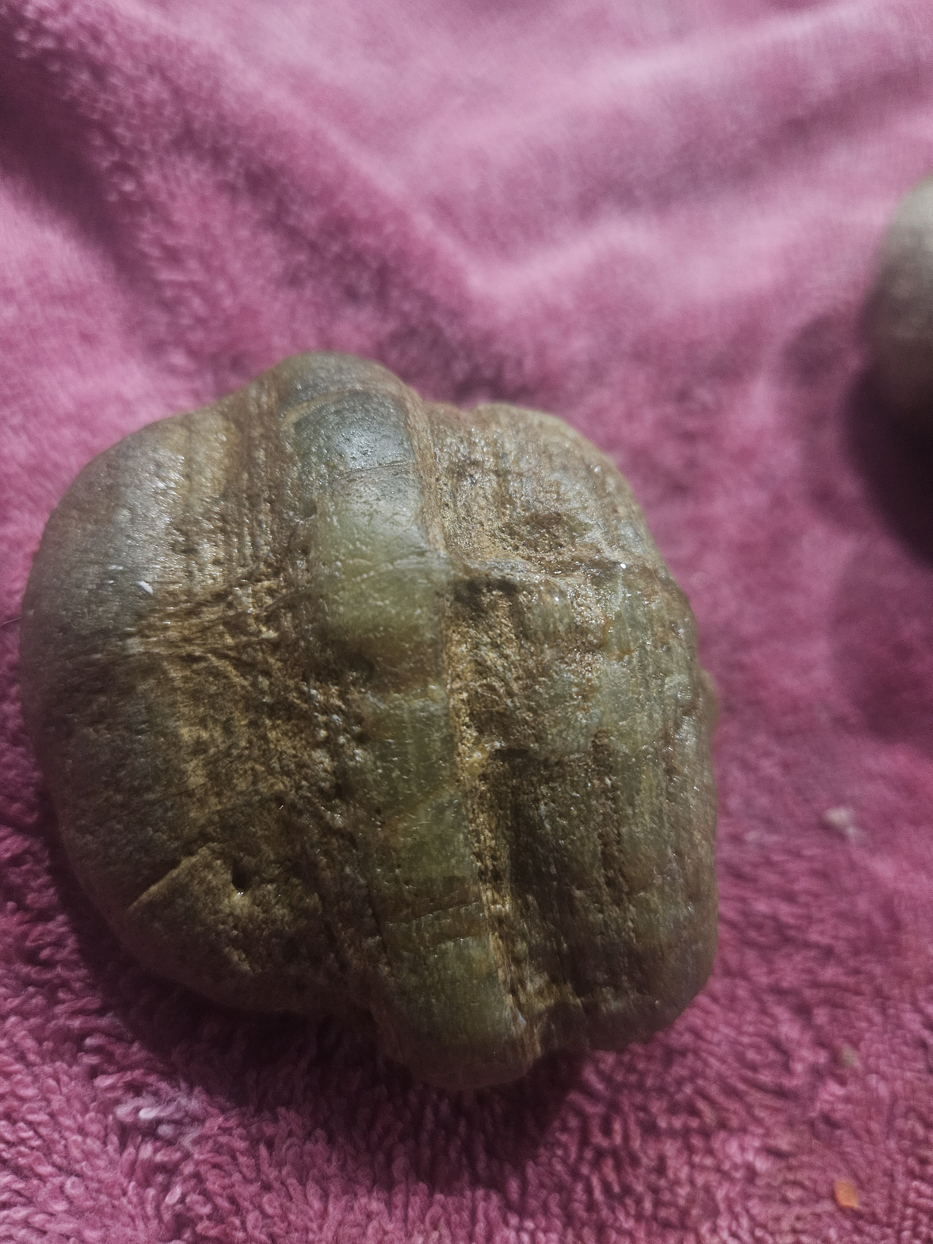 Fossil green - Fossil ID - The Fossil Forum