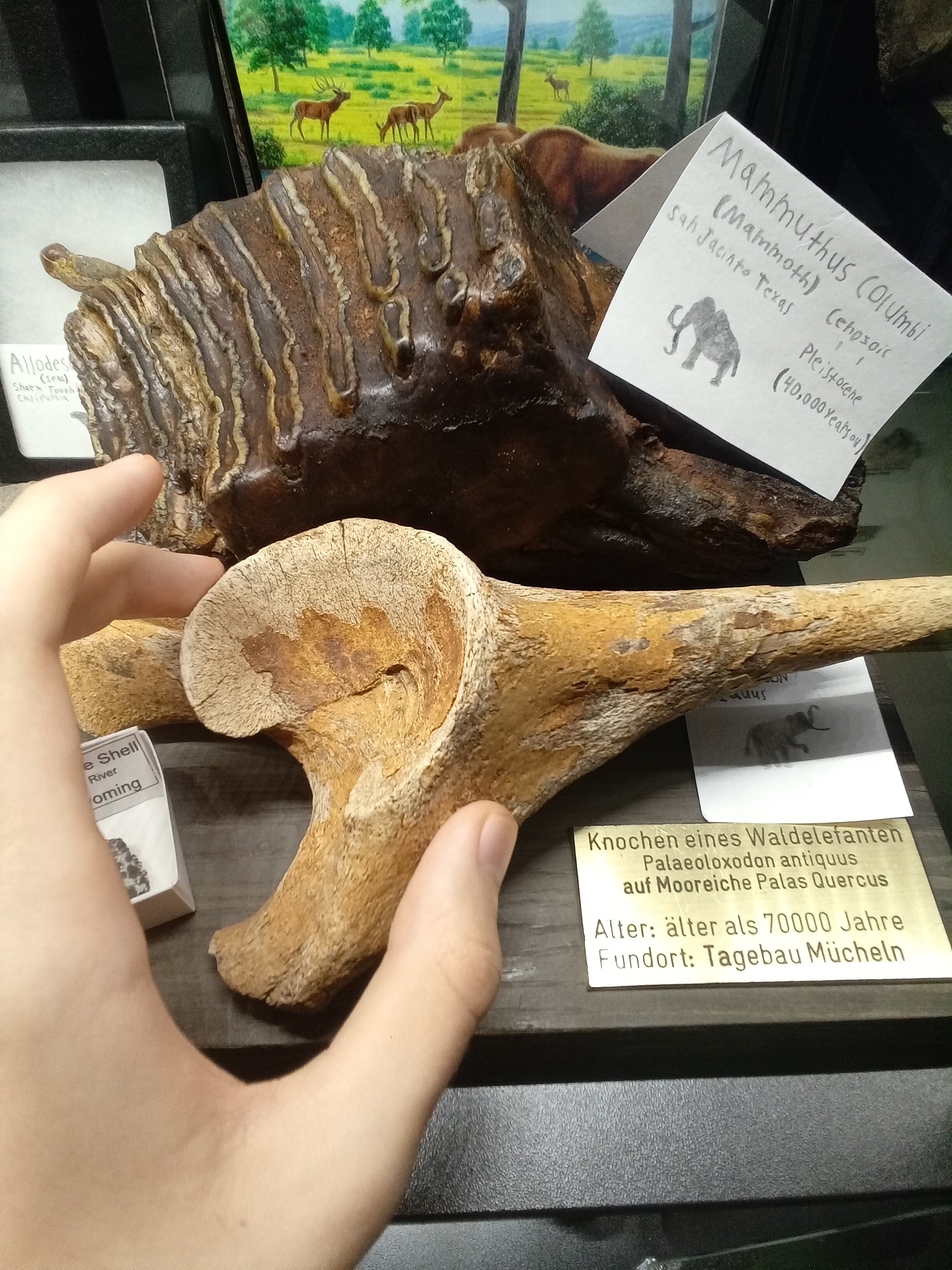 Paleoloxodon Antiquus hip joint - Member Collections - The Fossil Forum