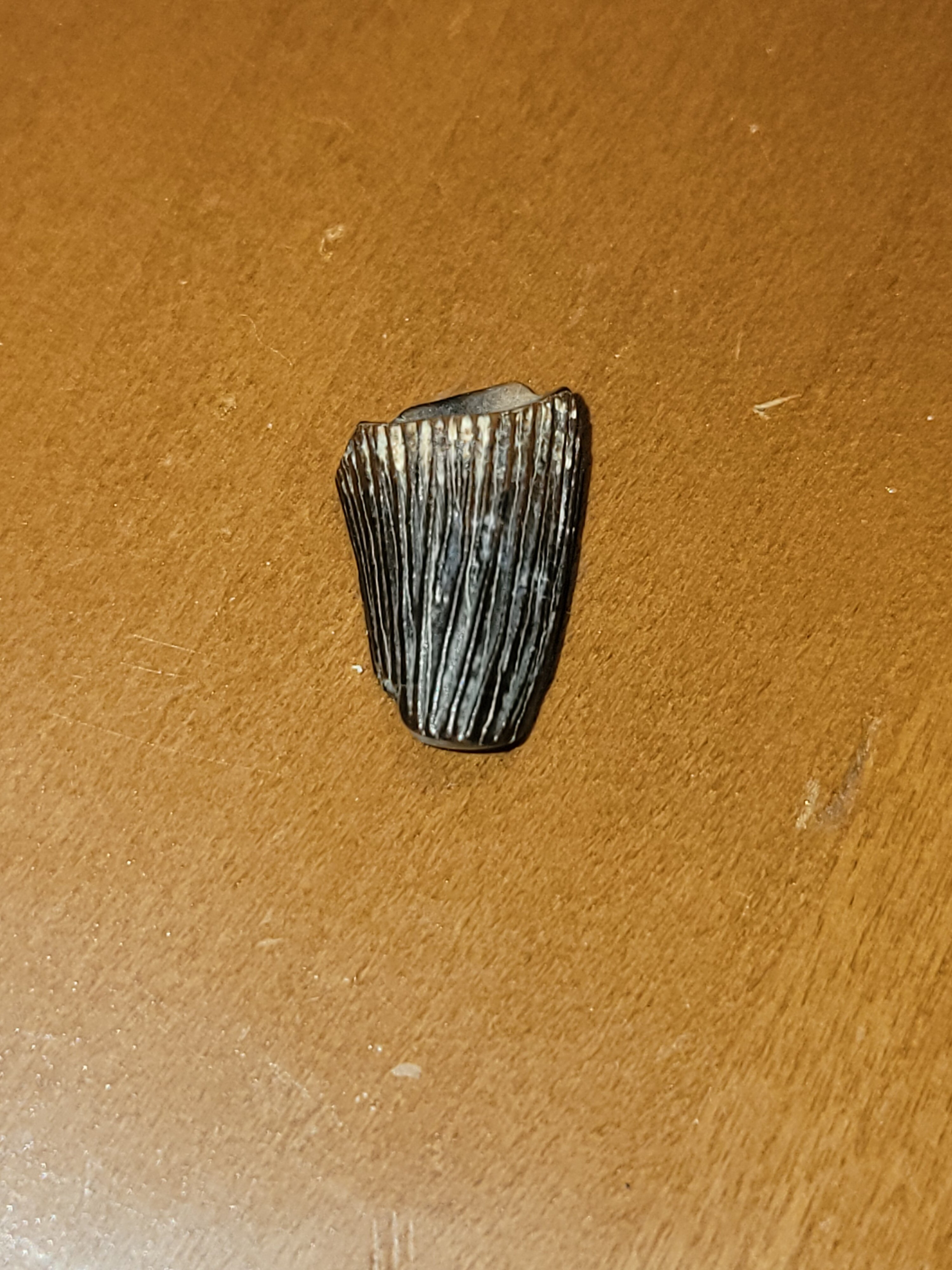 Pliosaur Tooth? - Fossil ID - The Fossil Forum