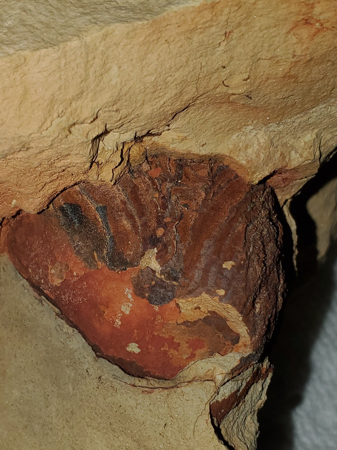 Trilobite bottom? from West Virginia, USA - Fossil ID - The Fossil Forum