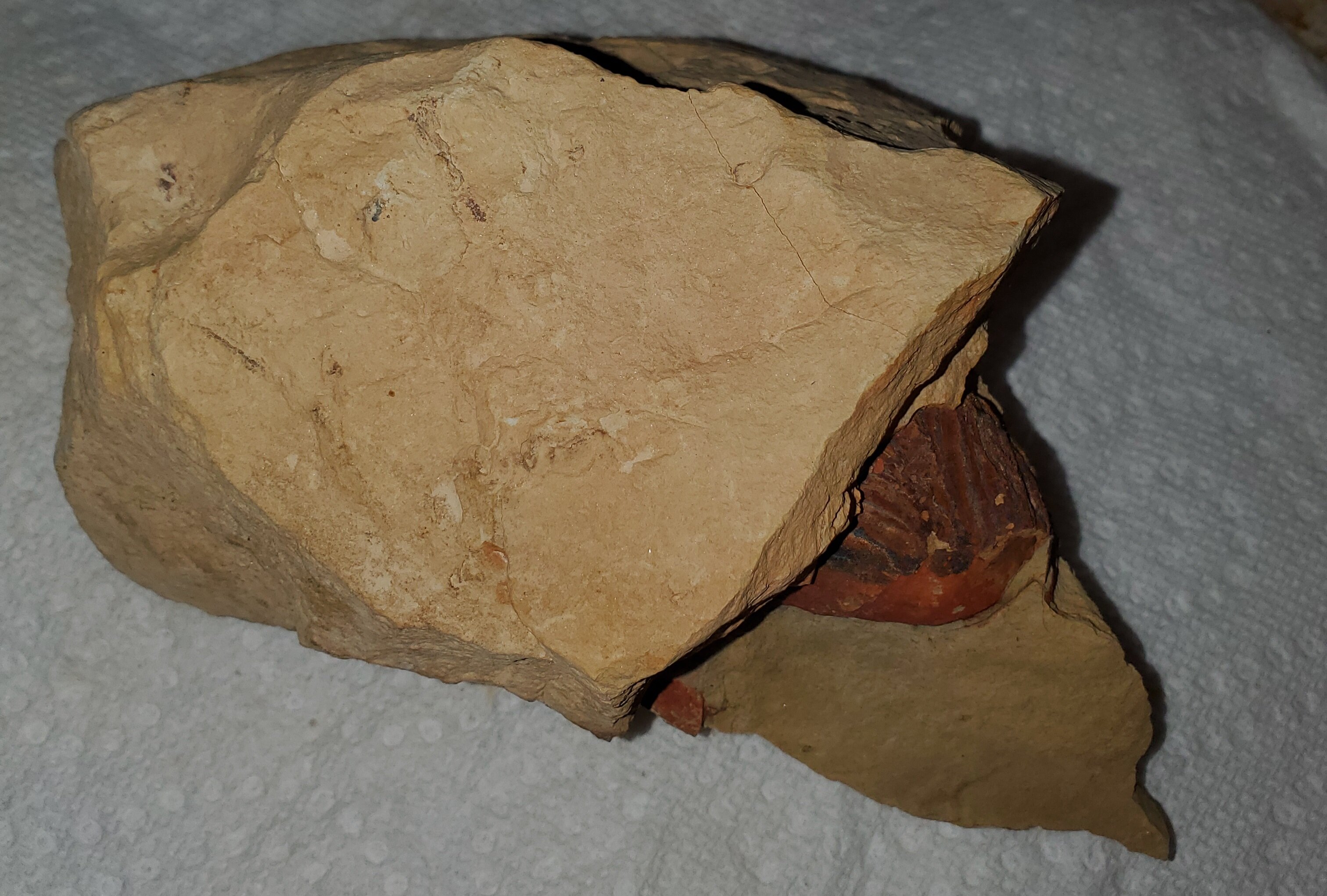 Trilobite bottom? from West Virginia, USA - Fossil ID - The Fossil Forum