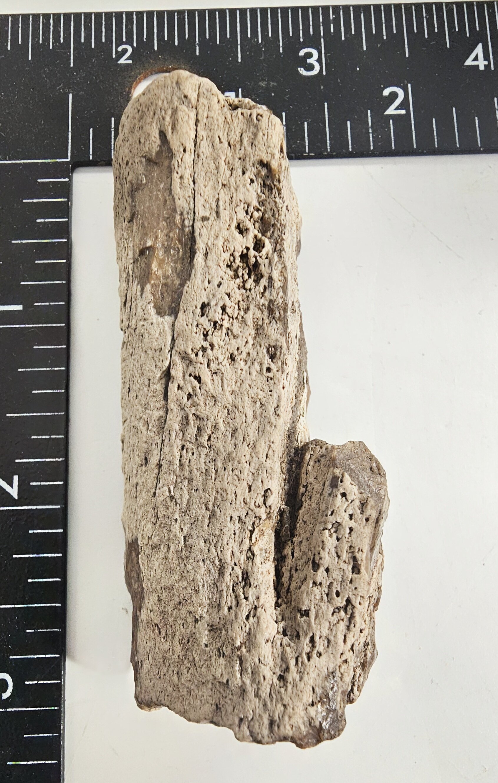 Fossilized Bone? - Fossil ID - The Fossil Forum
