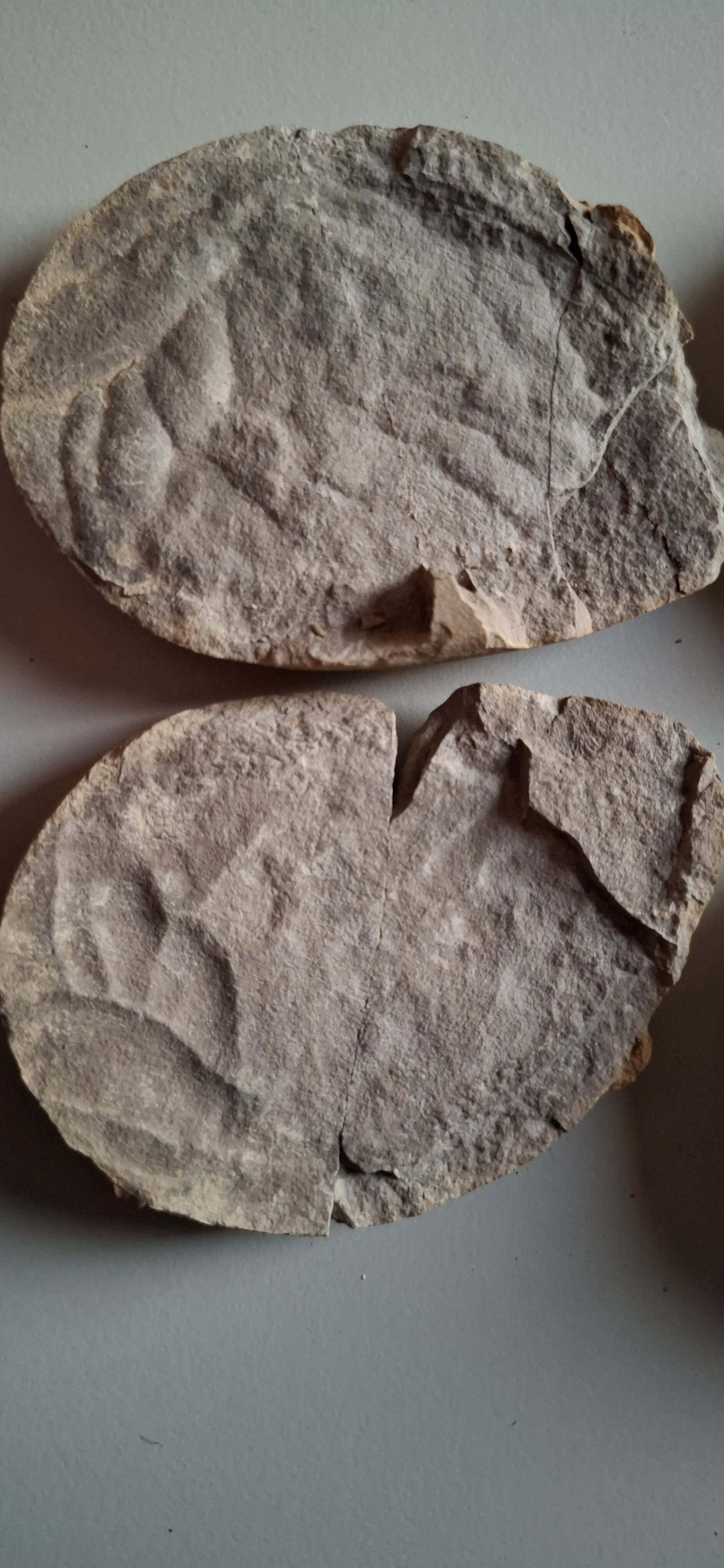 Cortash' Collection - Member Collections - The Fossil Forum