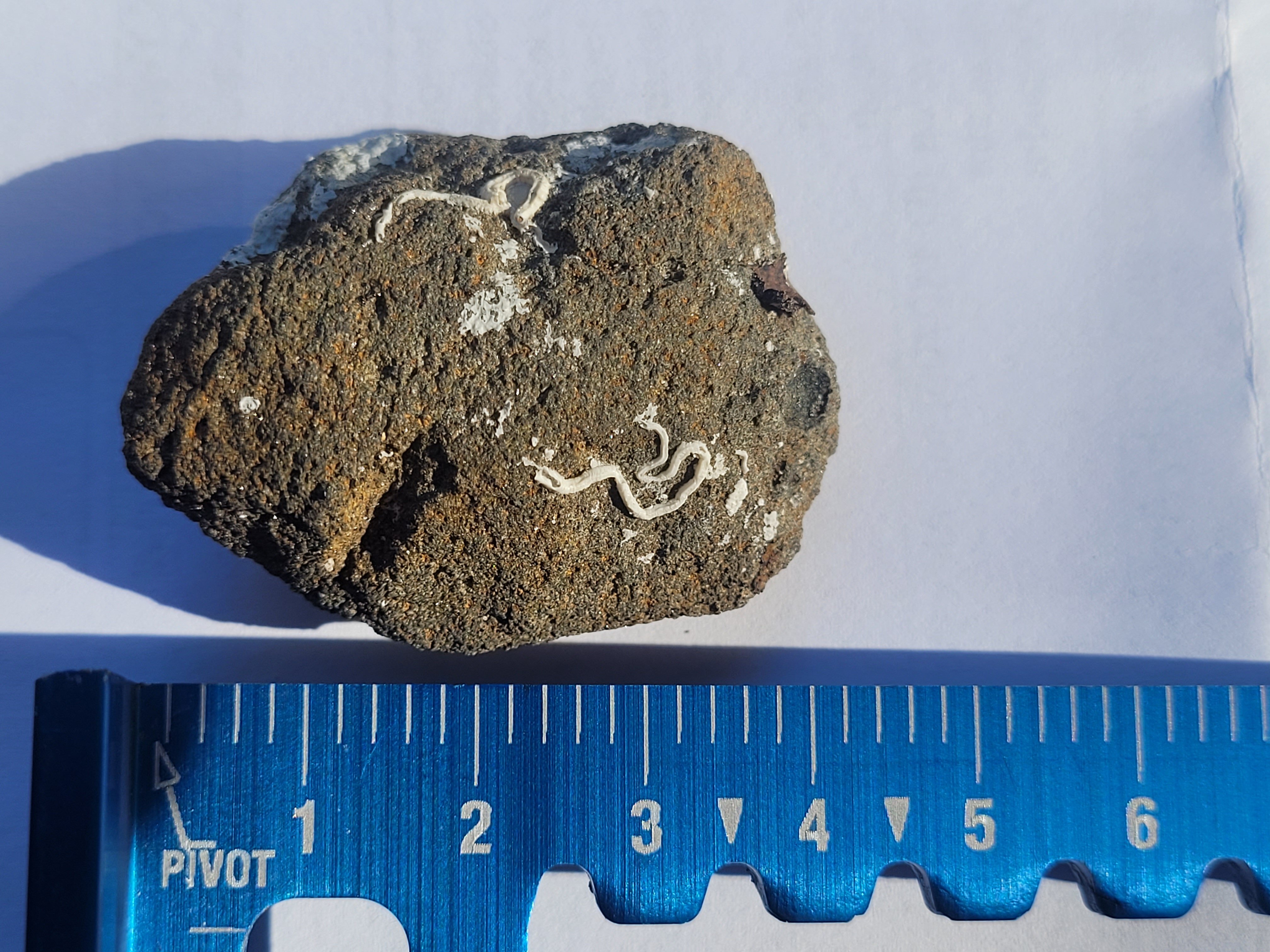 Are these marine worm tubes? Modern or fossil? Found on Jan Juc beach ...
