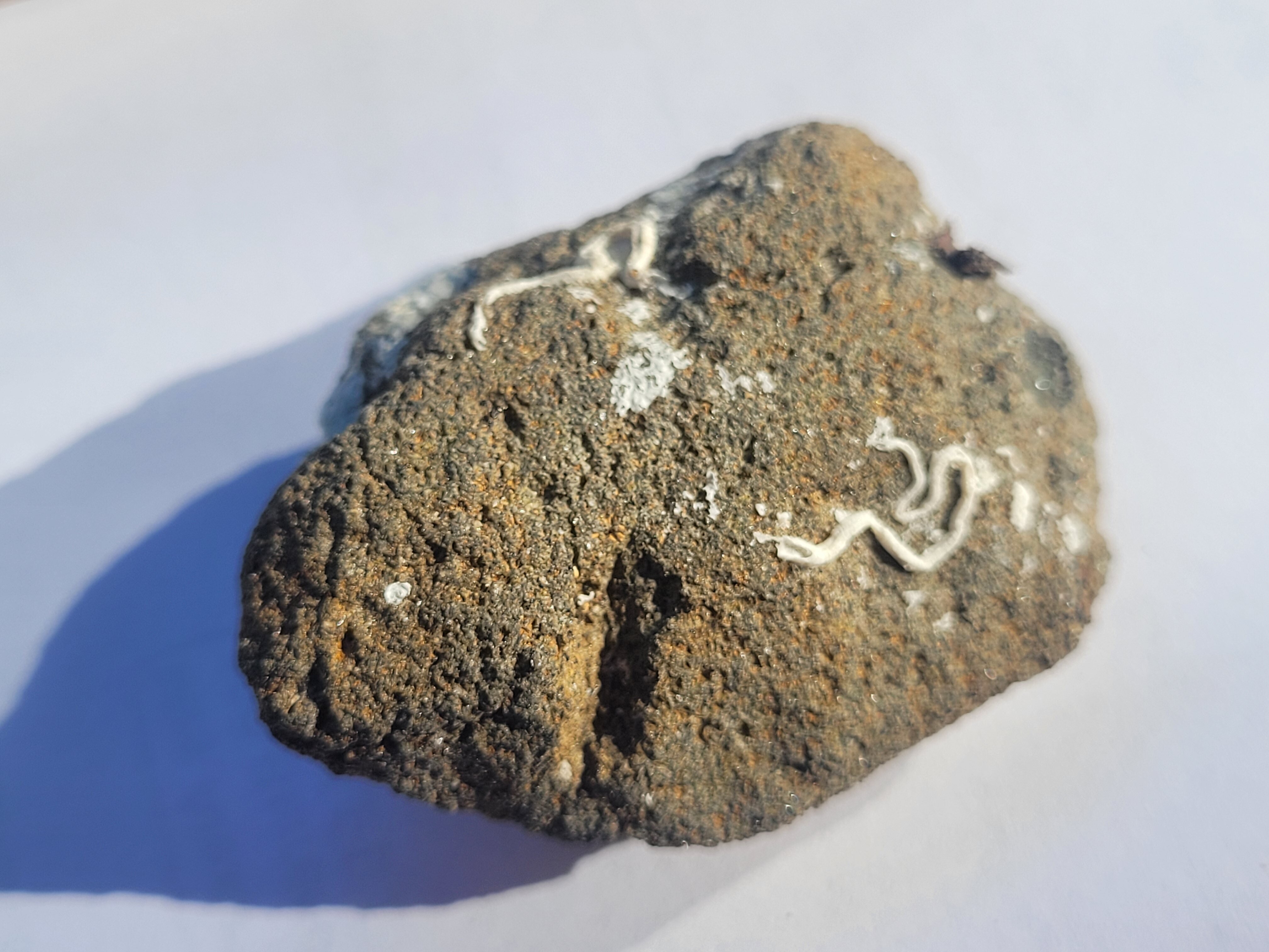 Are these marine worm tubes? Modern or fossil? Found on Jan Juc beach ...